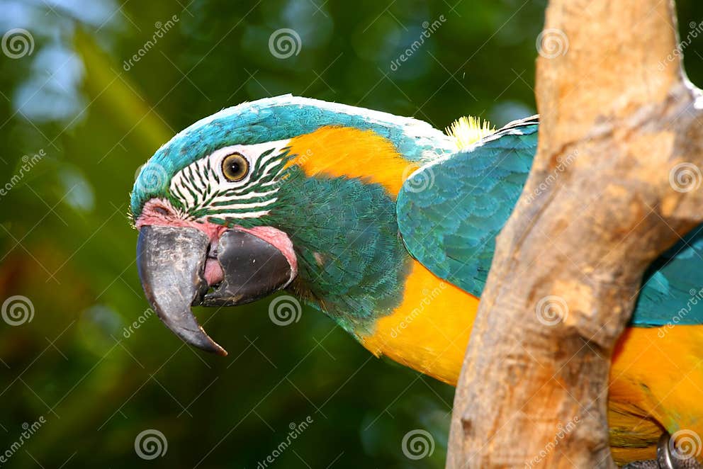 Sitting Parrot stock photo. Image of sitting, sharp, green - 1382492