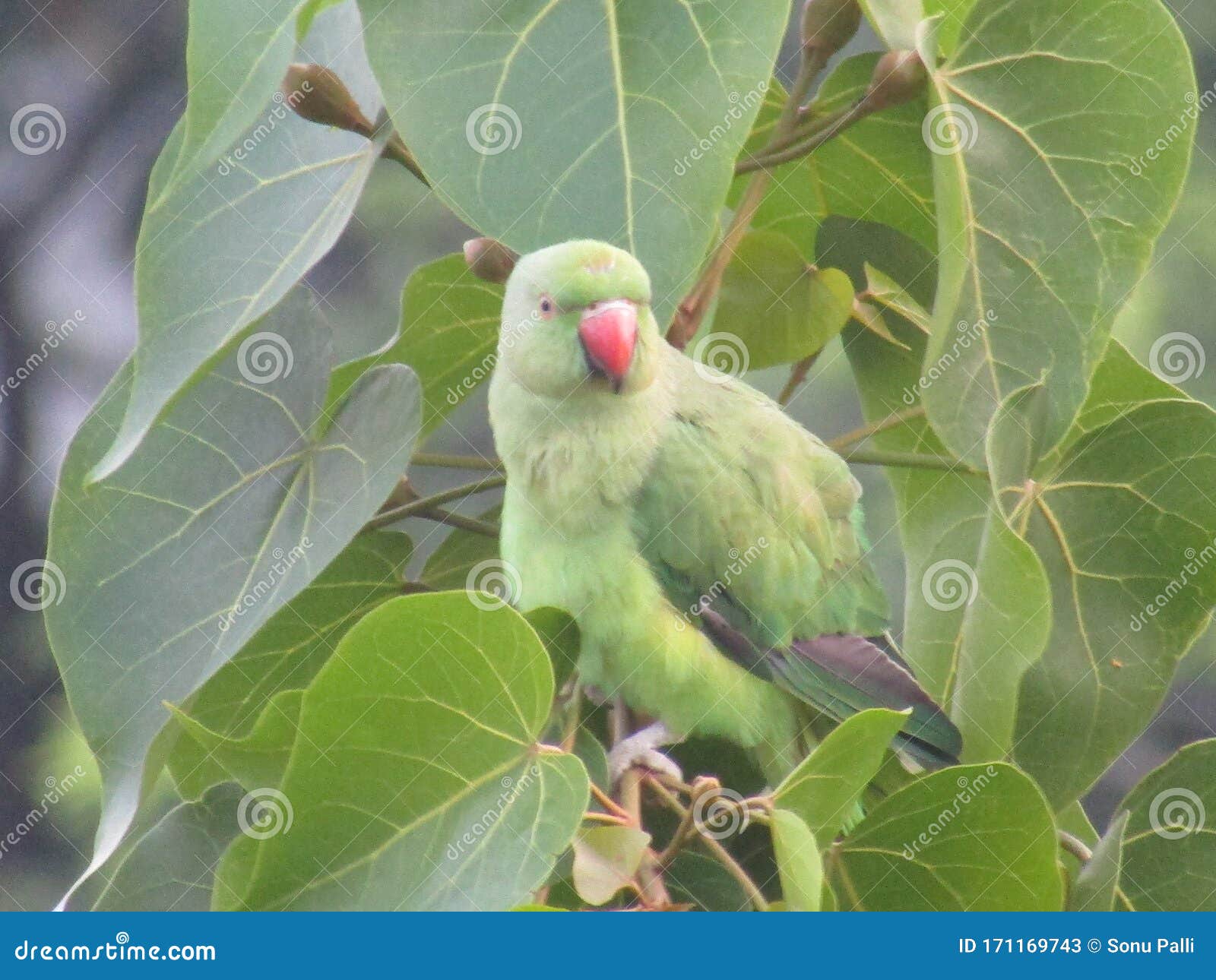 Sitting on parrot tree stock image. Image of sitting - 171169743