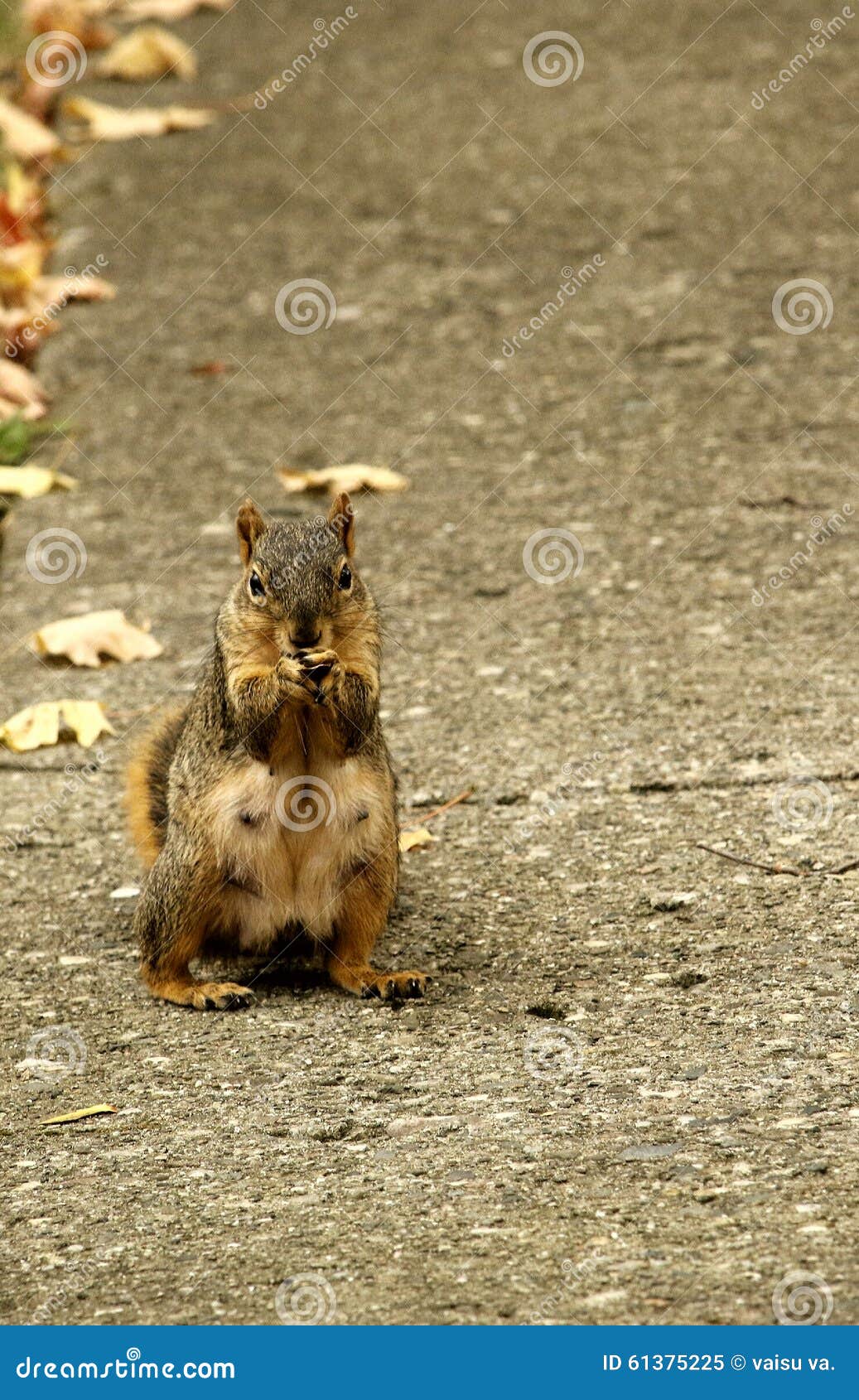 Sitting Pose Female S Squirrel . Stock Image - Image of sitting, eating ...