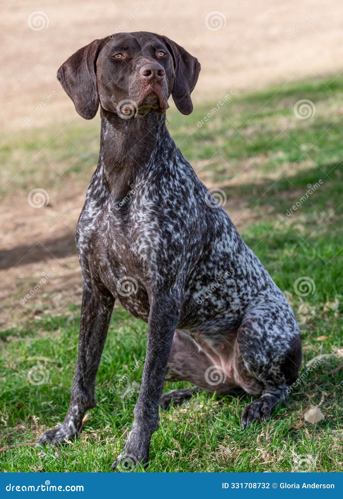 Sitting and Posing German Short Hair Pointer at the Park Stock Photo ...