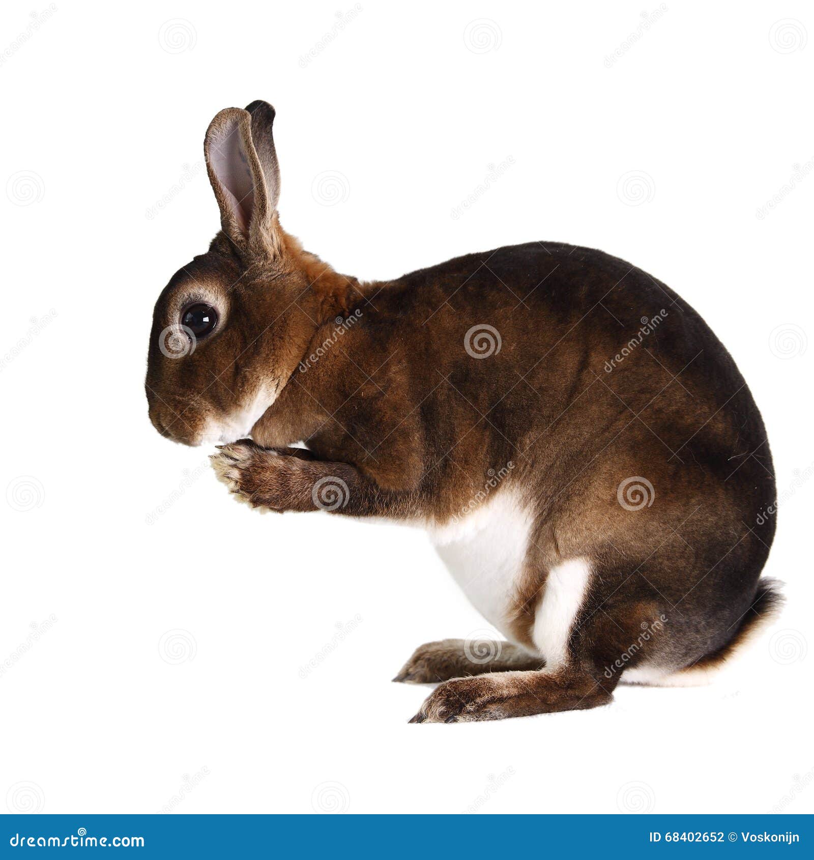 Sitting or Praying Rex Rabbit Stock Photo - Image of rabbit, sitting ...