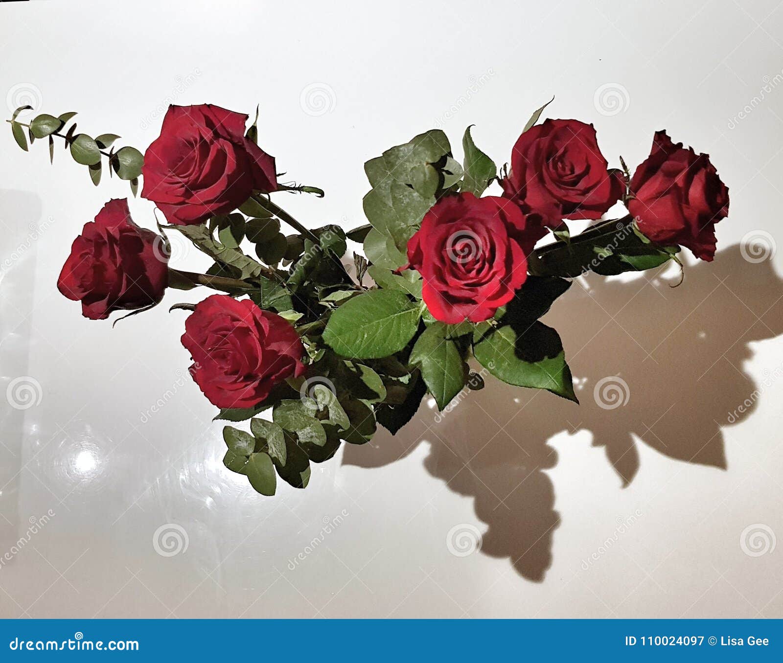 Sitting Pretty stock image. Image of large, pretty, sitting - 110024097