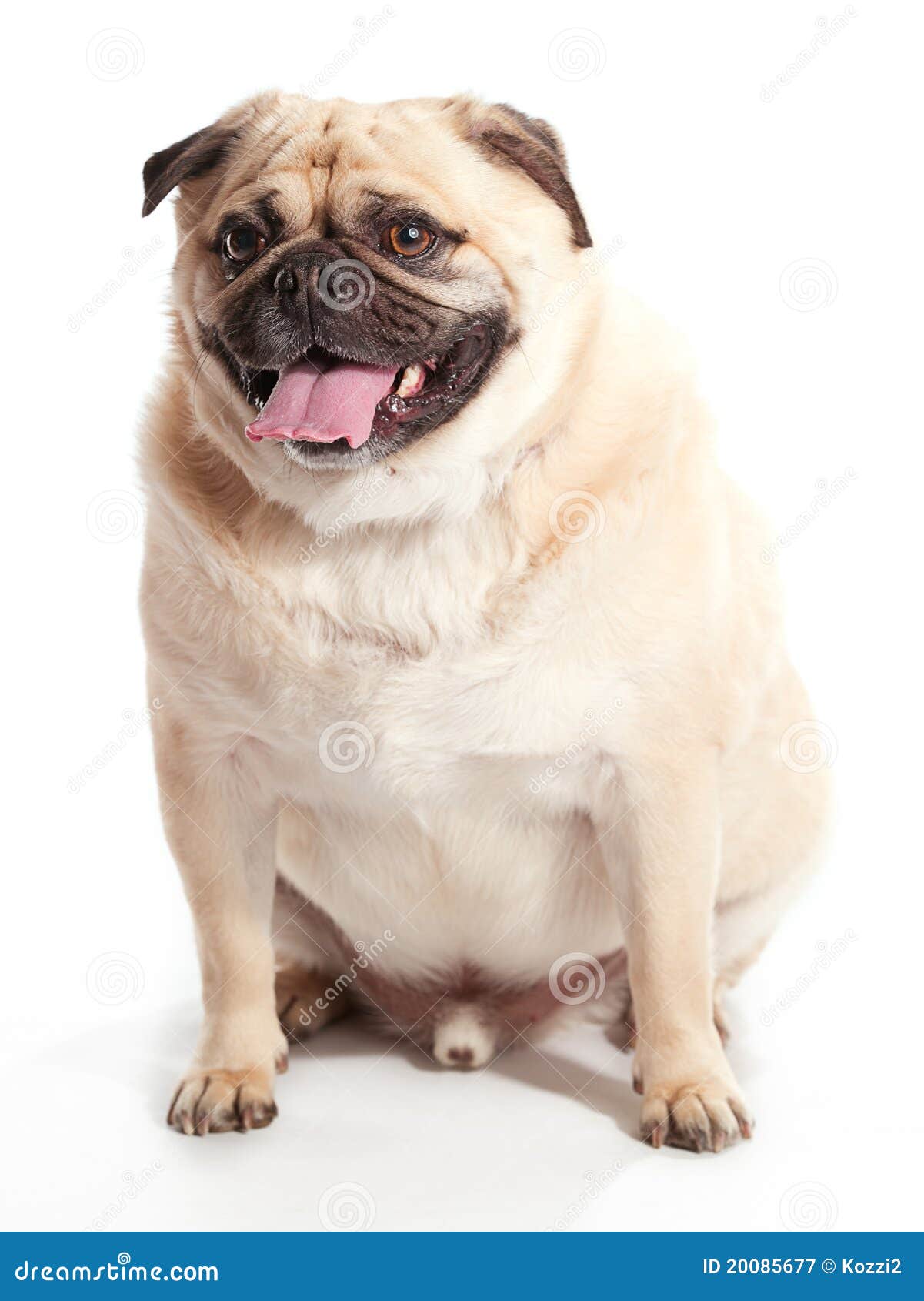 Sitting Pug stock image. Image of adorable, mammal, cute - 20085677