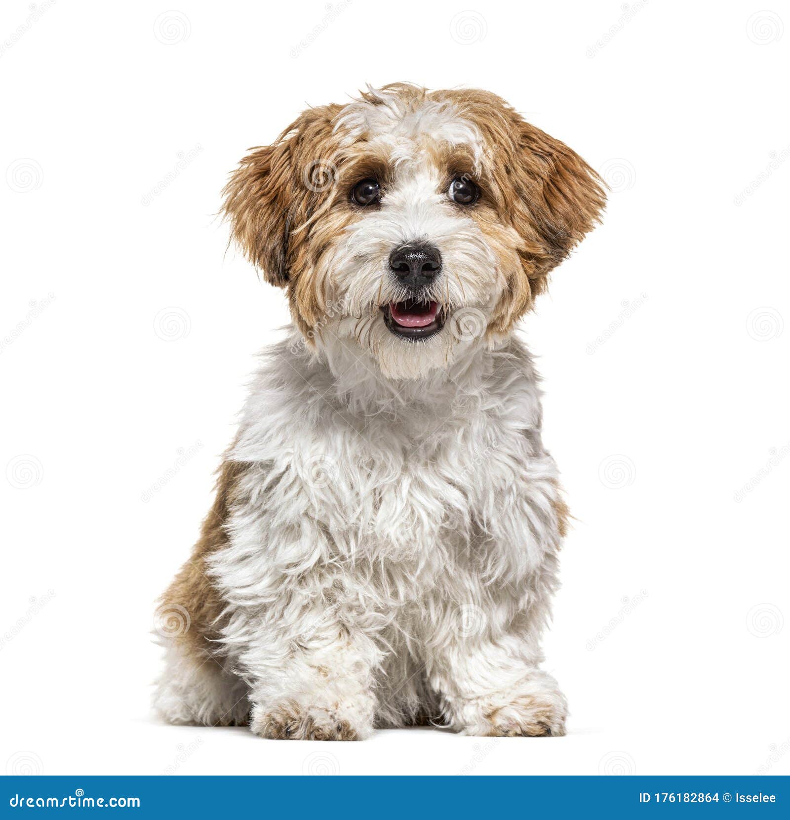 Havanese Poodle Mix
