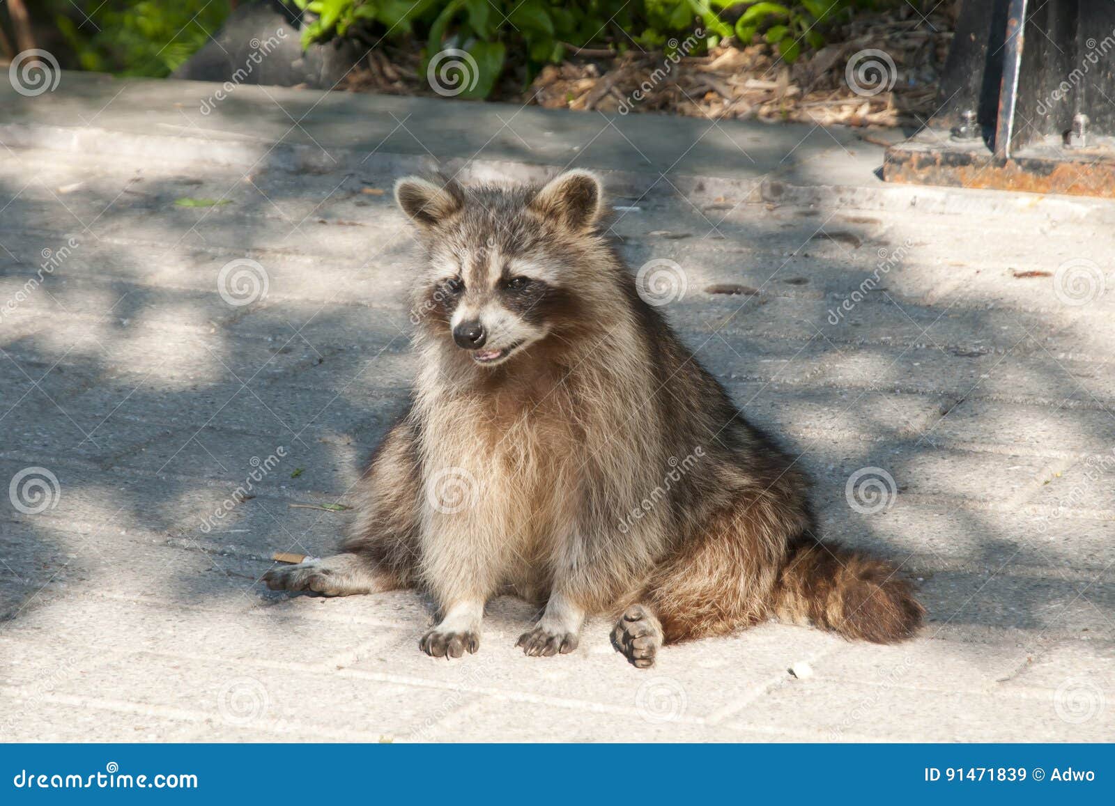 Sitting Raccoon - Montreal - Canada Stock Image - Image of royal ...