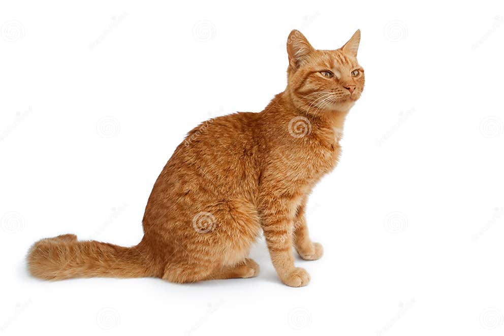 Sitting red cat stock photo. Image of animal, ginger - 10099850