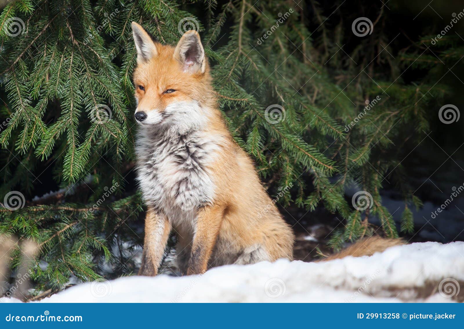 Sitting red fox in winter stock photo. Image of mammals - 29913258