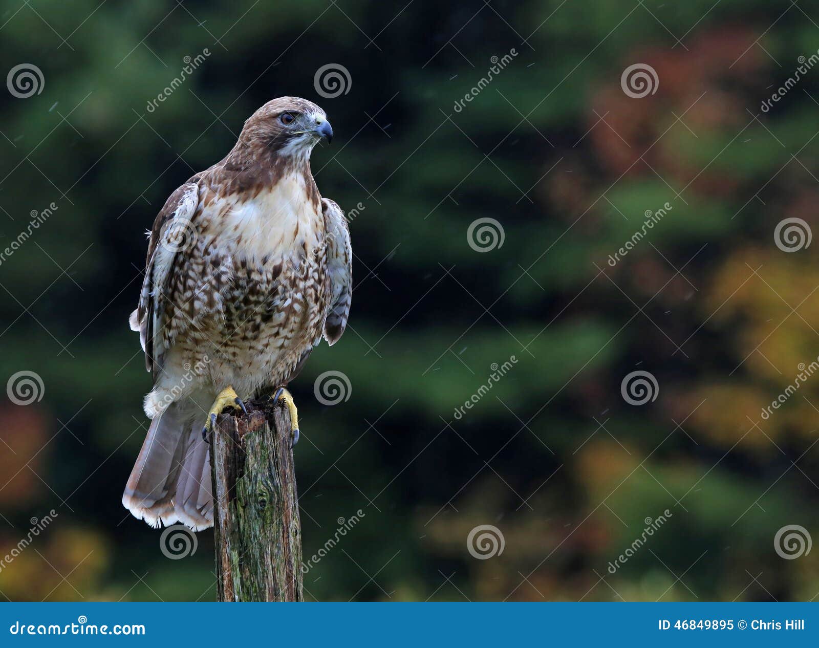 Sitting Red-tailed Hawk stock image. Image of birds, perch - 46849895