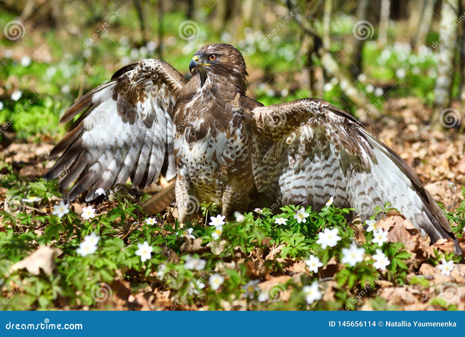 Sitting red tailed hawk stock photo. Image of animal - 145656114