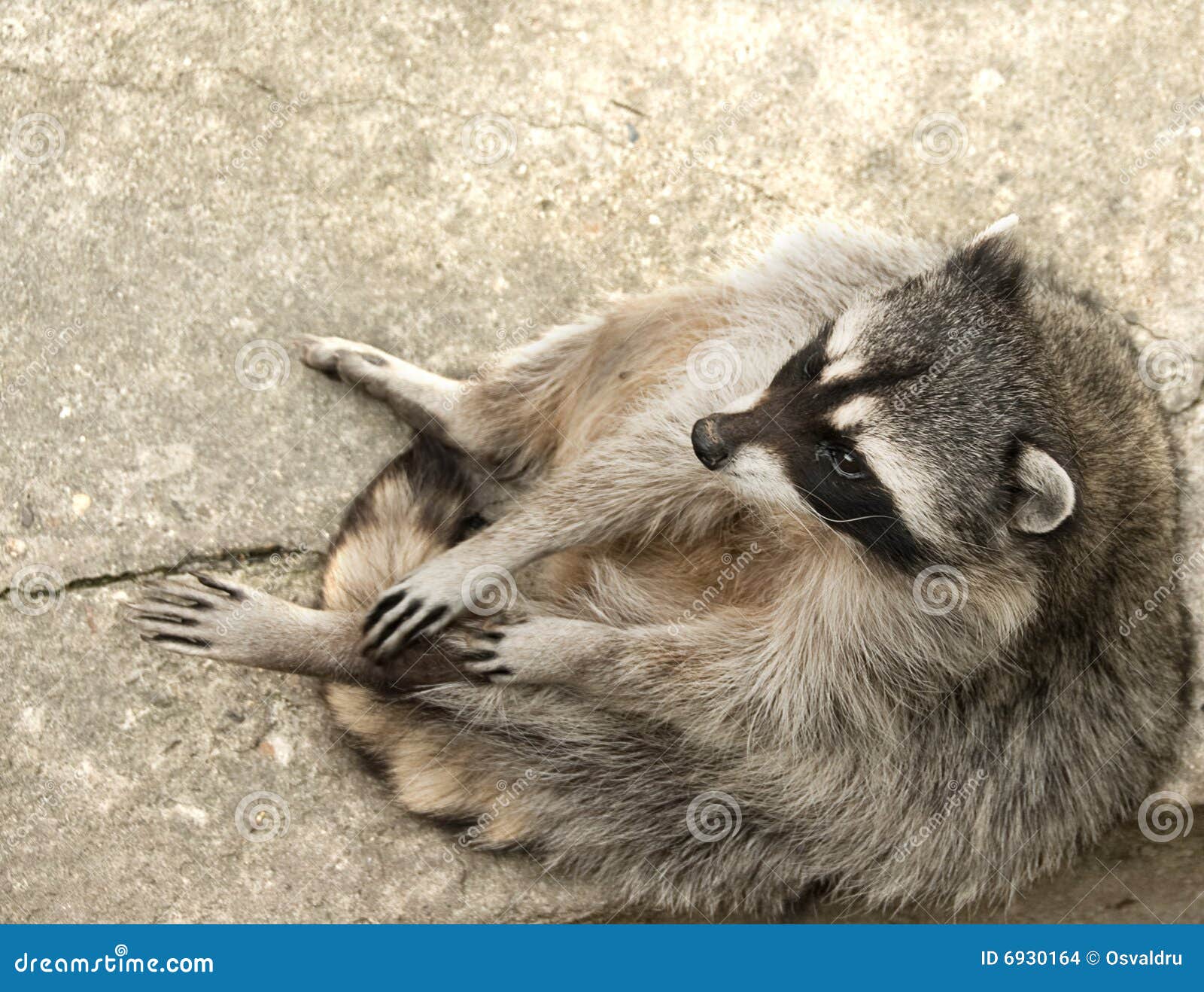 Sitting and Relaxing Racoon Stock Photo - Image of animals, nature: 6930164