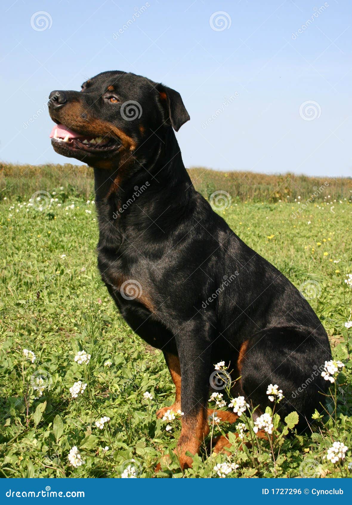 Rottweiler Stock Photography | CartoonDealer.com #28258946