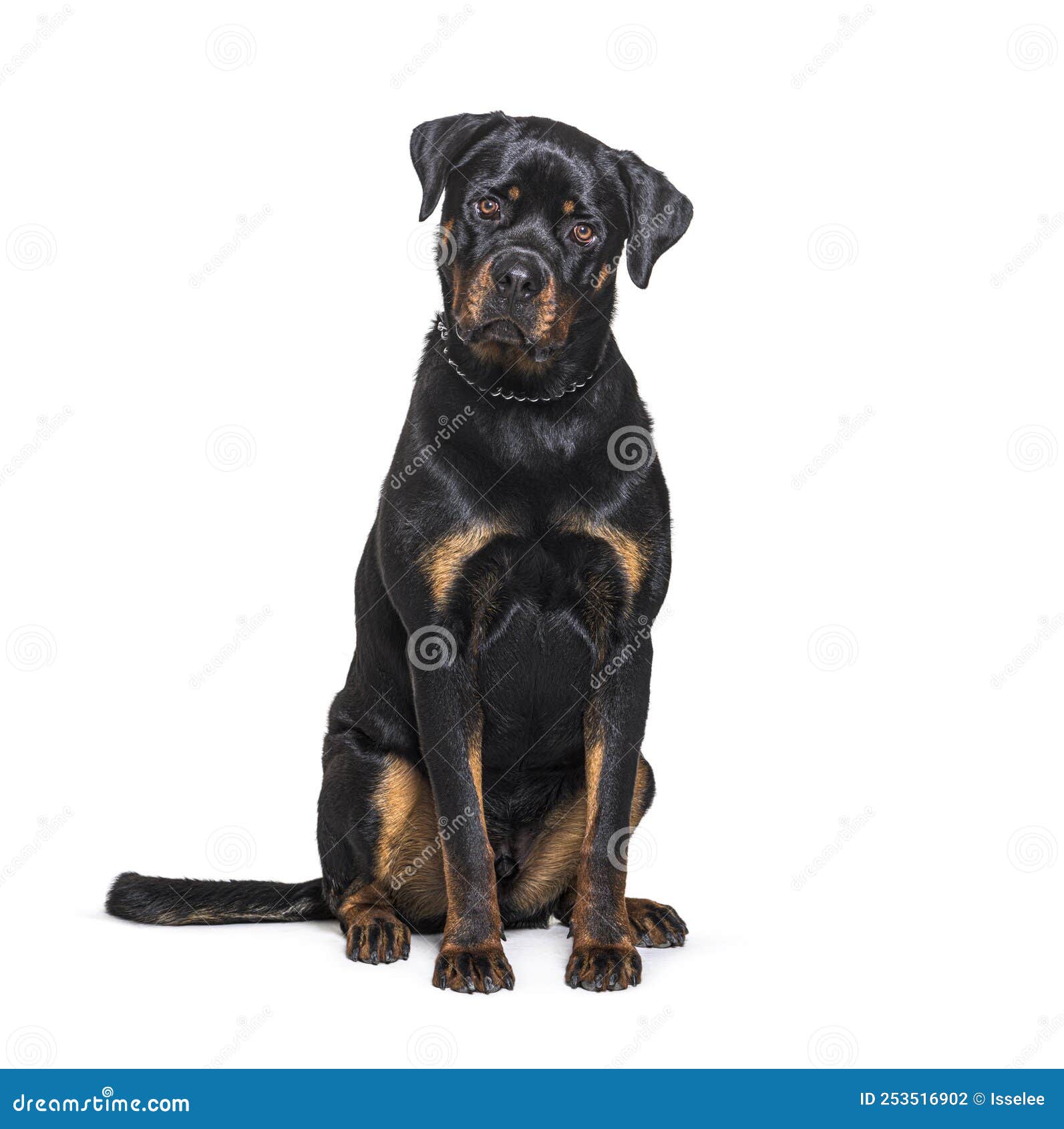 Sitting Rottweiler Facing the Camera, Isolated Stock Photo - Image of ...