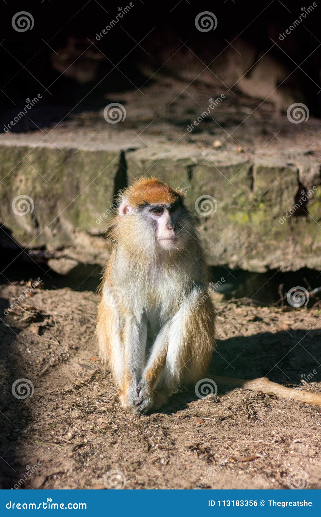 Sitting Sad Monkey in the Zoo Stock Photo - Image of ground, floor ...
