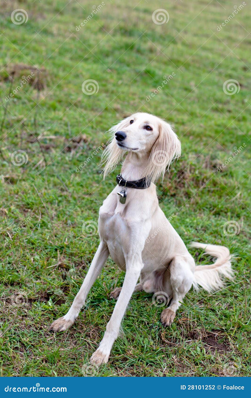 Sitting saluki stock photo. Image of grass, nature, training - 28101252