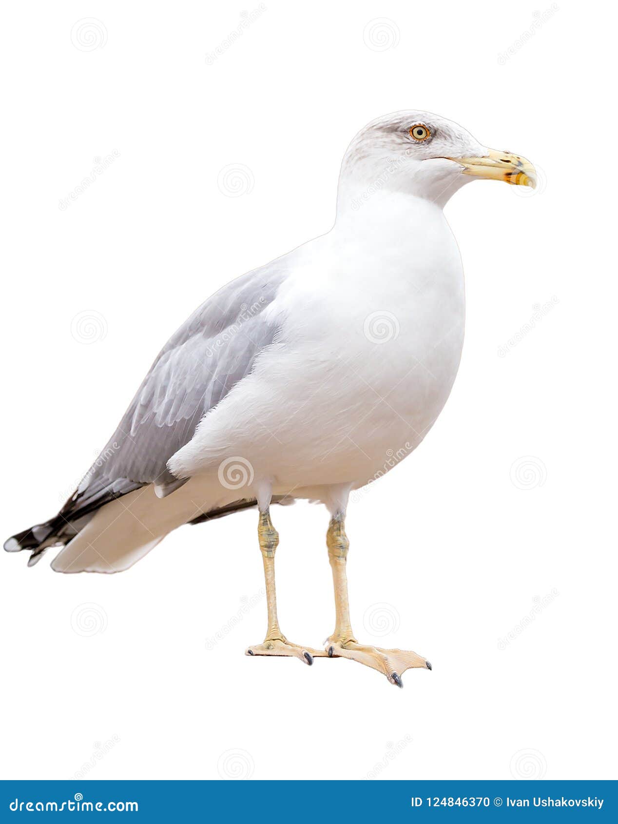 A Sitting Seagull Isolated On White Background Stock Photo - Image of ...