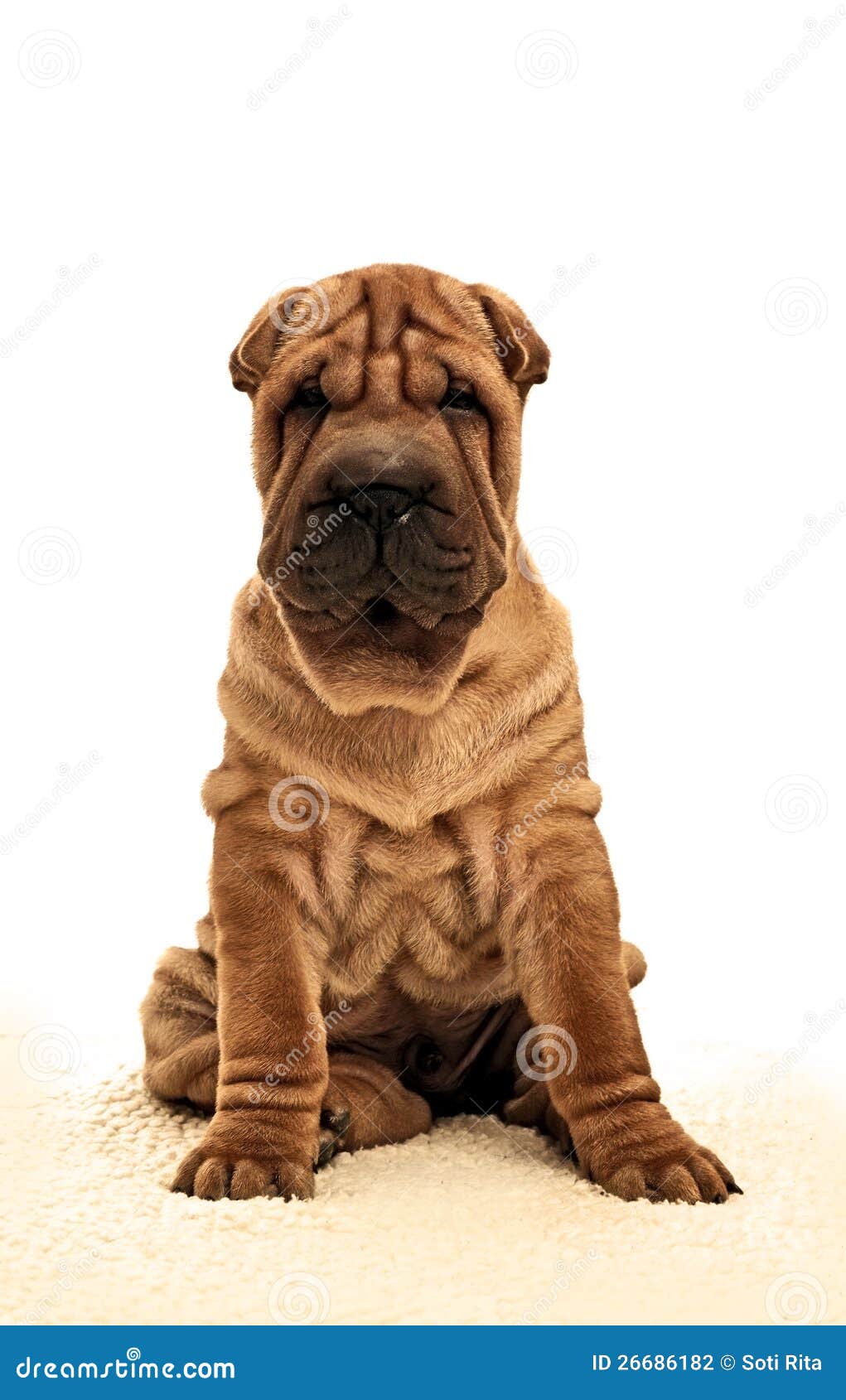 Sitting sharpei puppy dog stock photo. Image of nose - 26686182