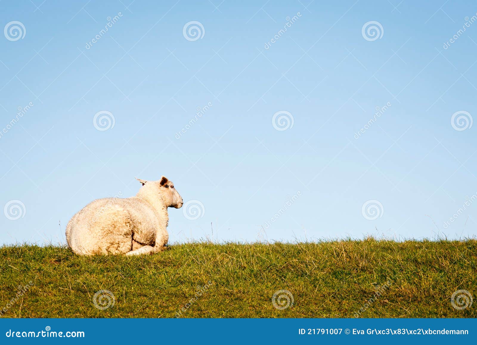Sitting sheep at the stock image. Image of grass, horizontal - 21791007