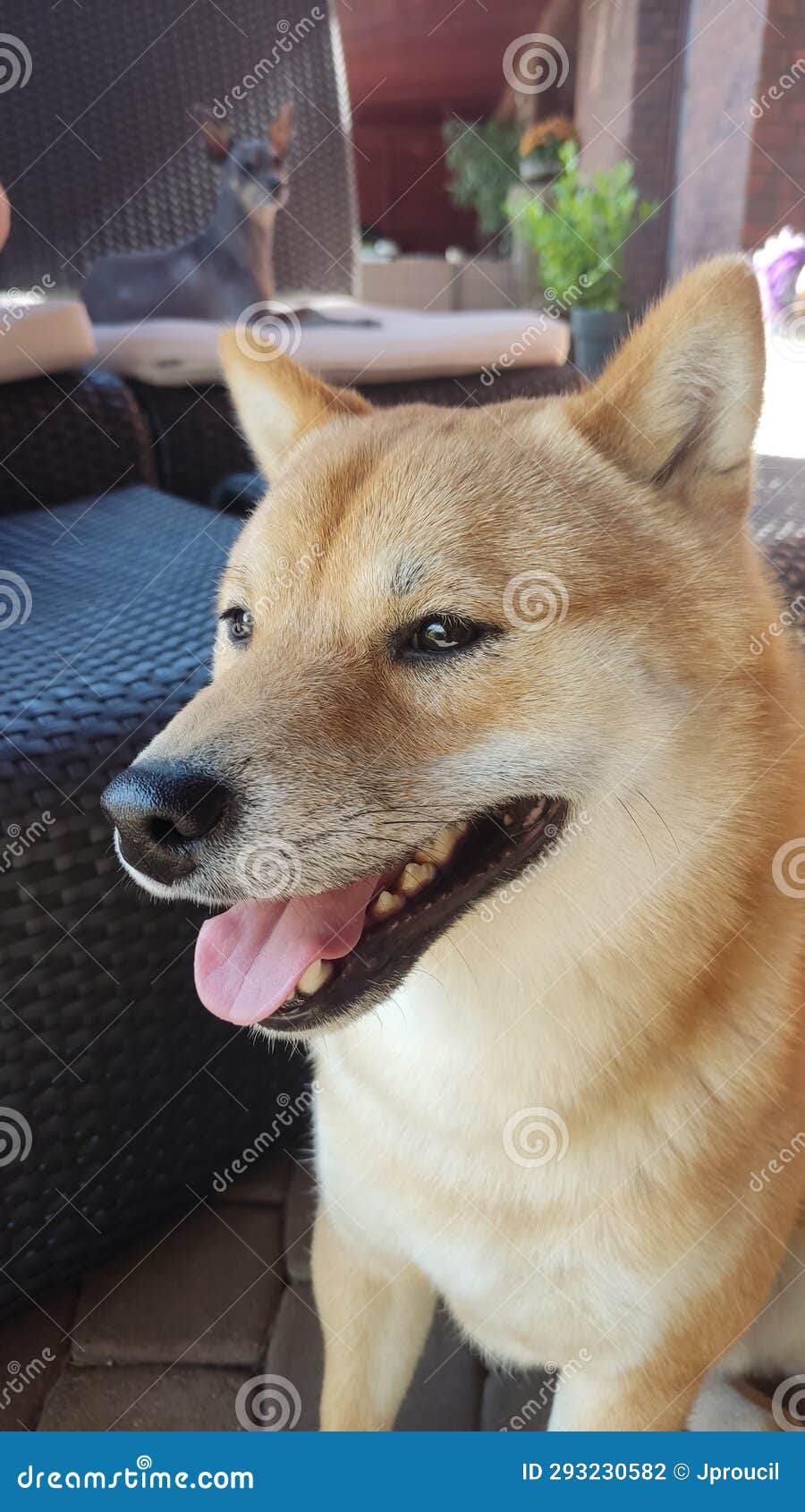 Sitting Shiba Inu dog stock photo. Image of animal, sitting - 293230582