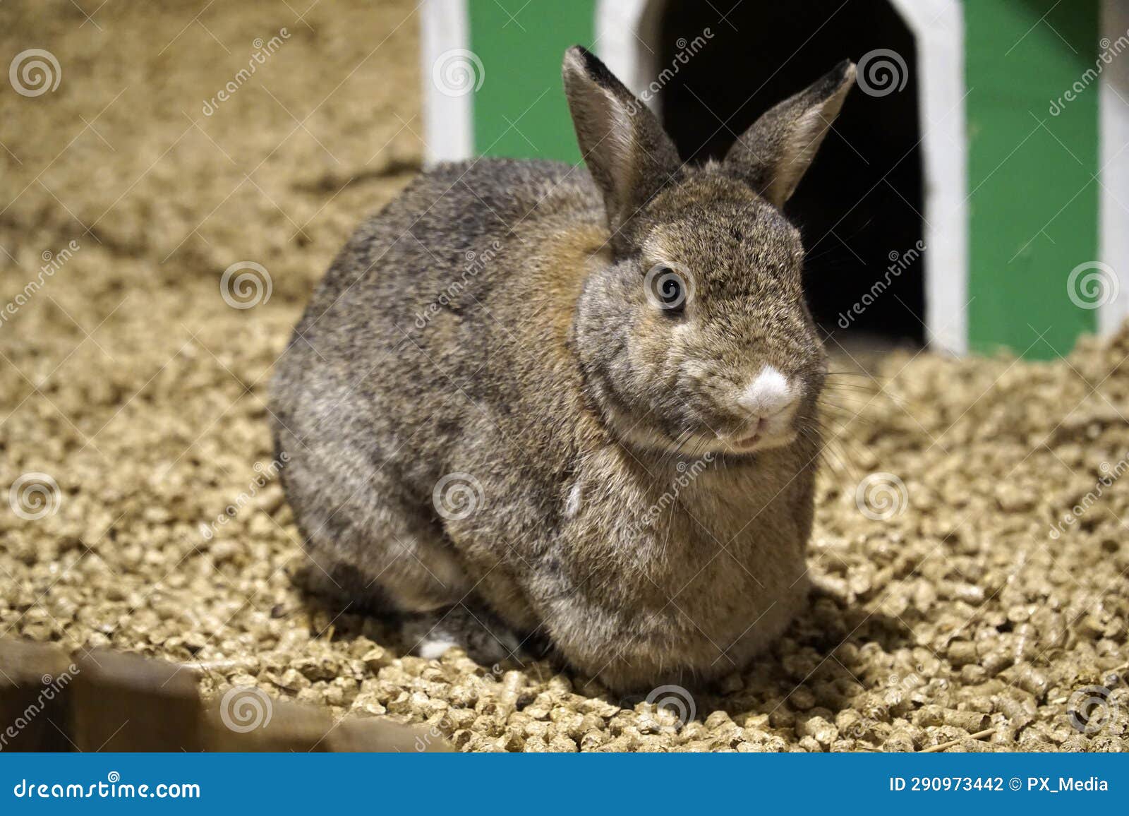Sitting Short-haired Brown Rabbit Stock Photo - Image of shorthaired ...