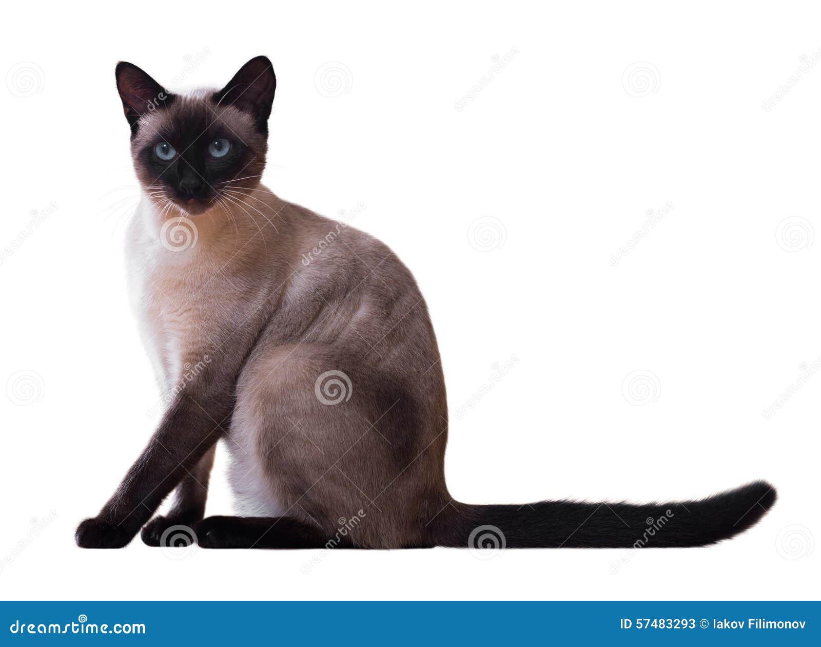 Sitting Siamese cat stock image. Image of kitten, adorable - 57483293