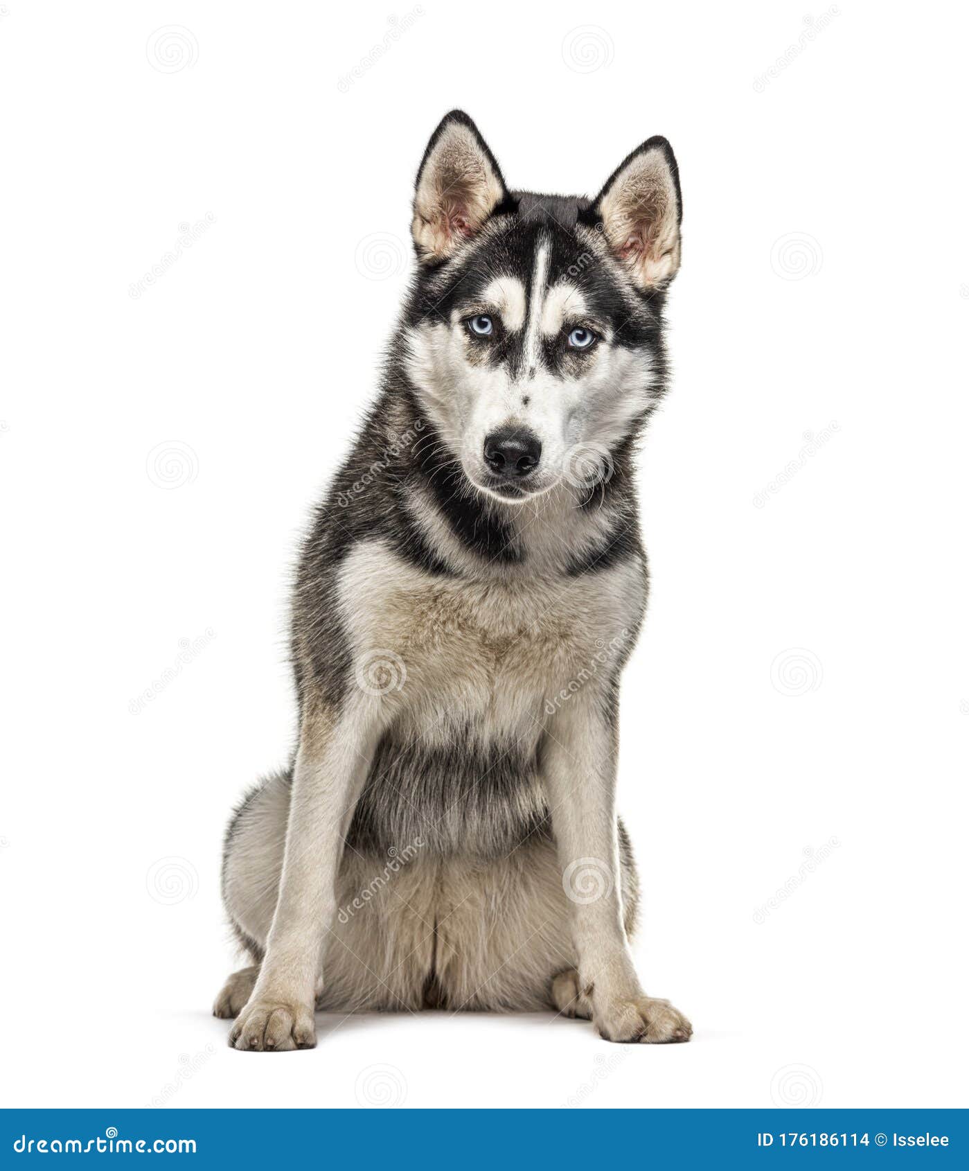 Sitting Siberian Husky, Isolated Stock Photo - Image of animal, canine ...
