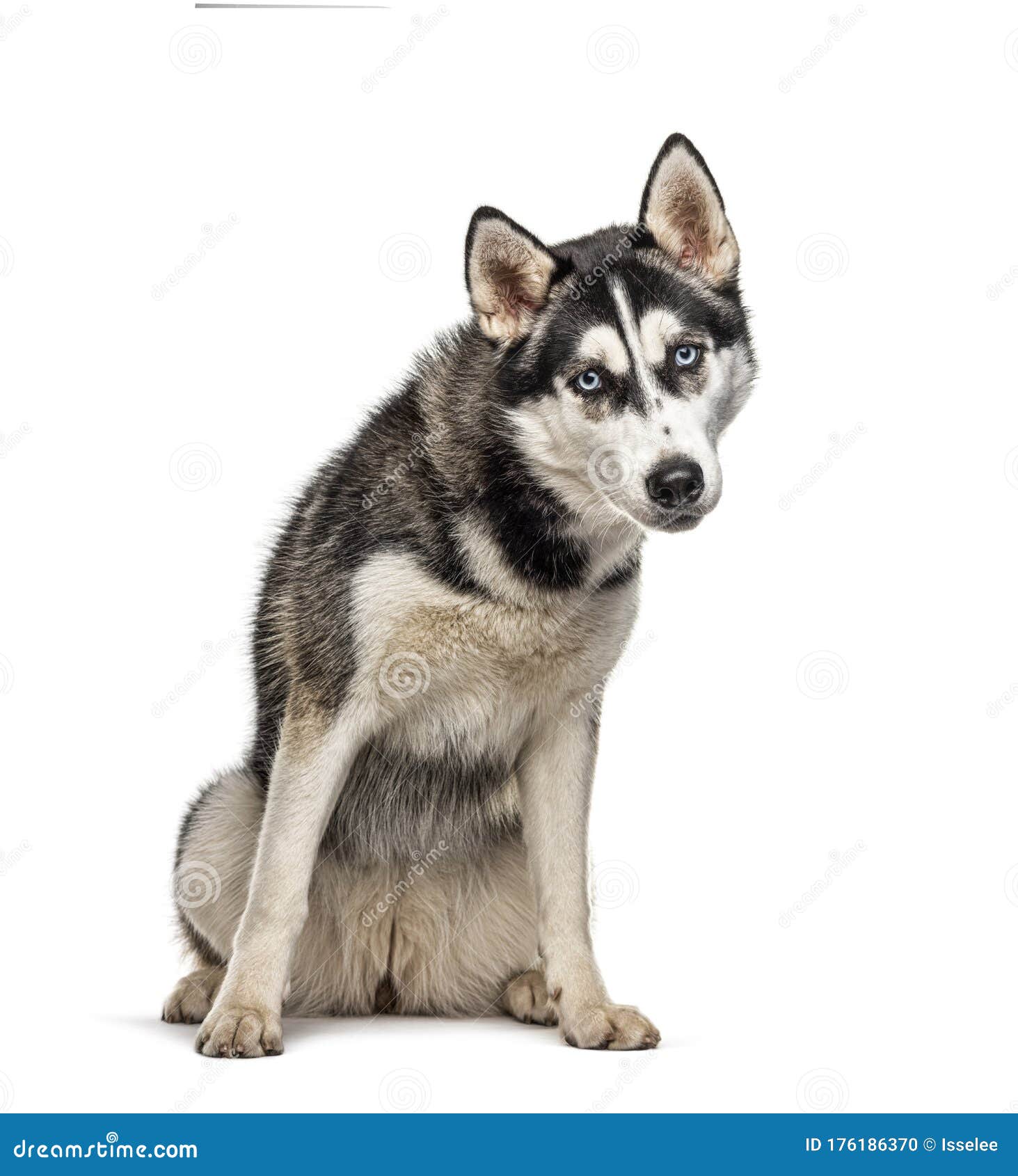 Sitting Siberian Husky, Isolated Stock Photo - Image of siberian ...