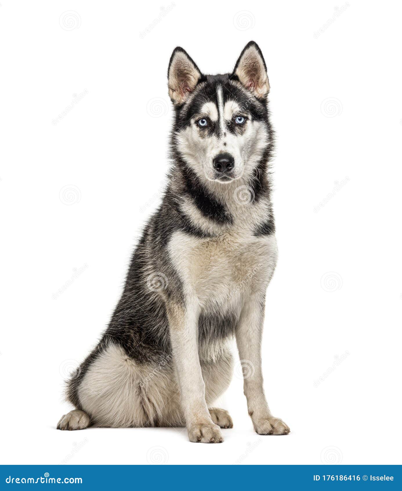 Sitting Siberian Husky, Isolated Stock Photo - Image of shot, siberian ...