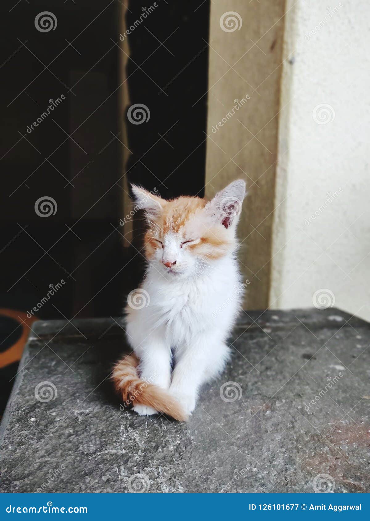 Sitting and sleeping stock image. Image of sitting, pose - 126101677