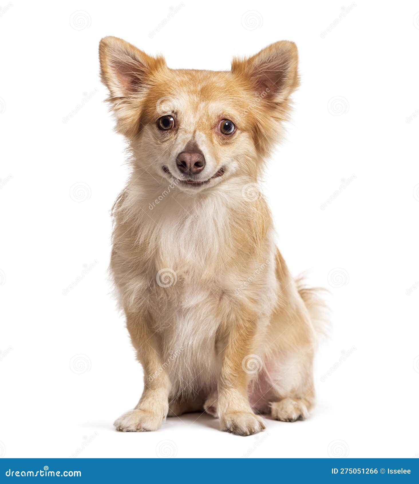 Sitting and Smiling Mongrel Dog, Isolated on White Stock Photo - Image ...