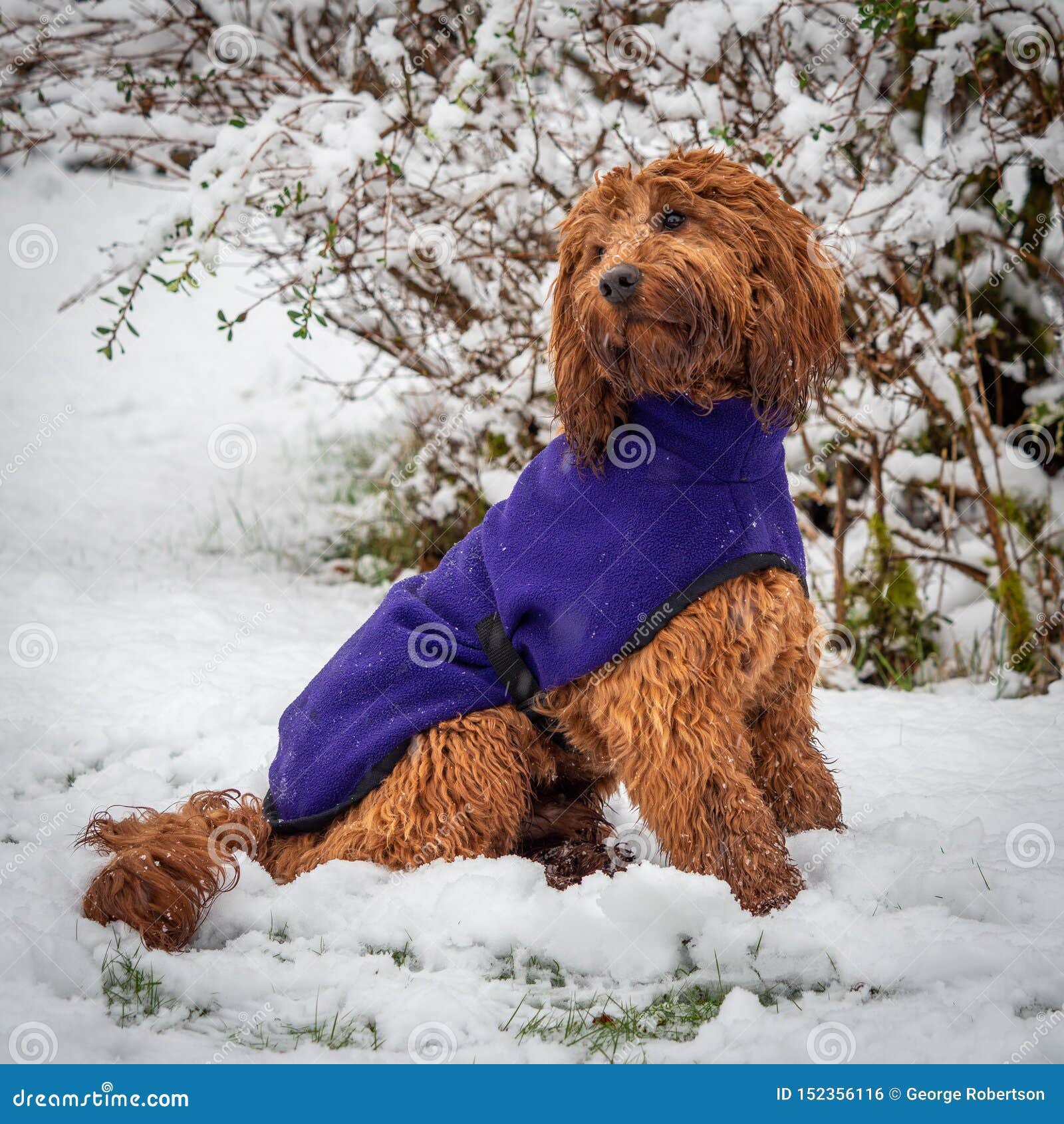 Cockapoo Puppy Sitting in a Snowy Garden Stock Photo - Image of ...