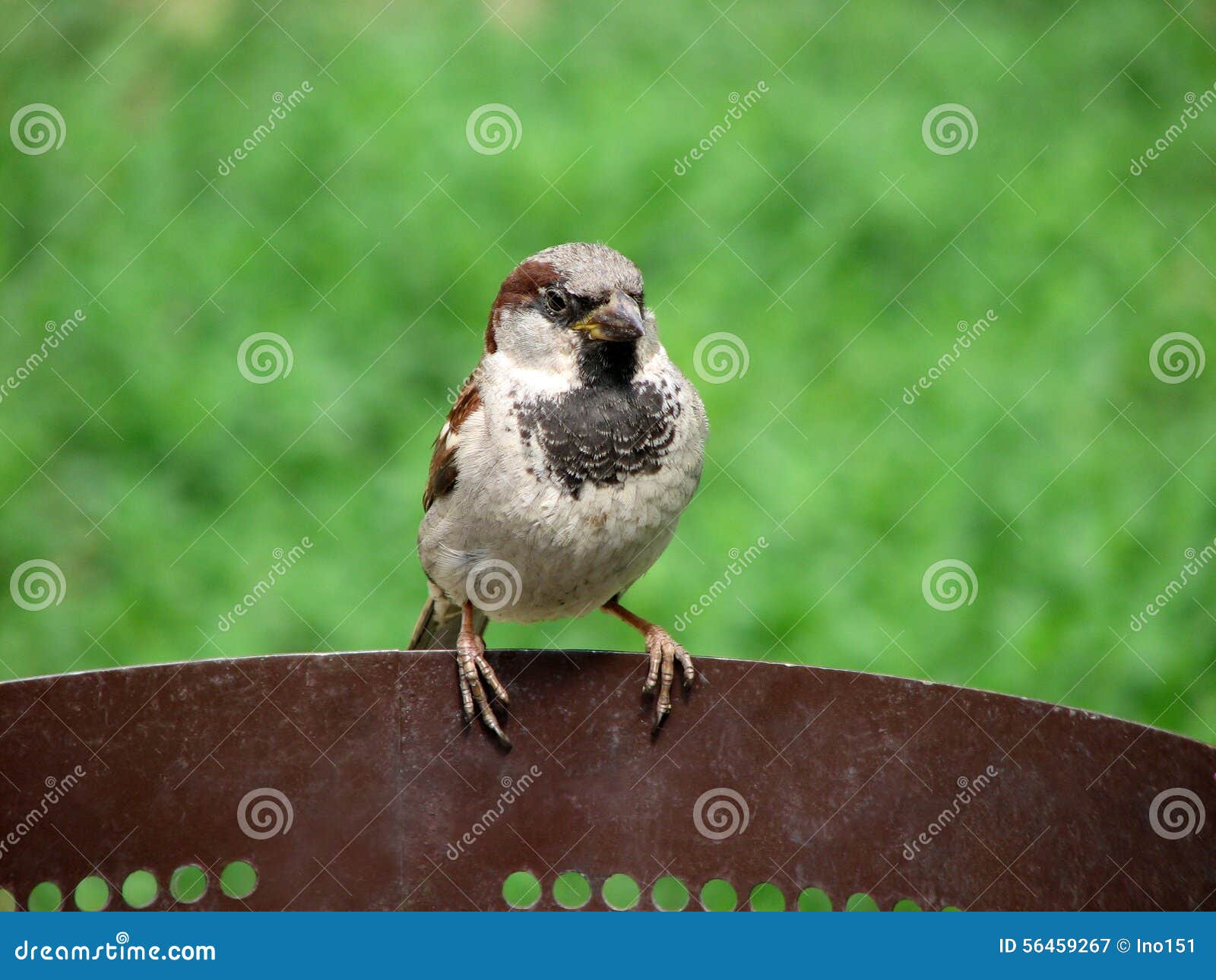 Sitting sparrow stock image. Image of sparrows, background - 56459267