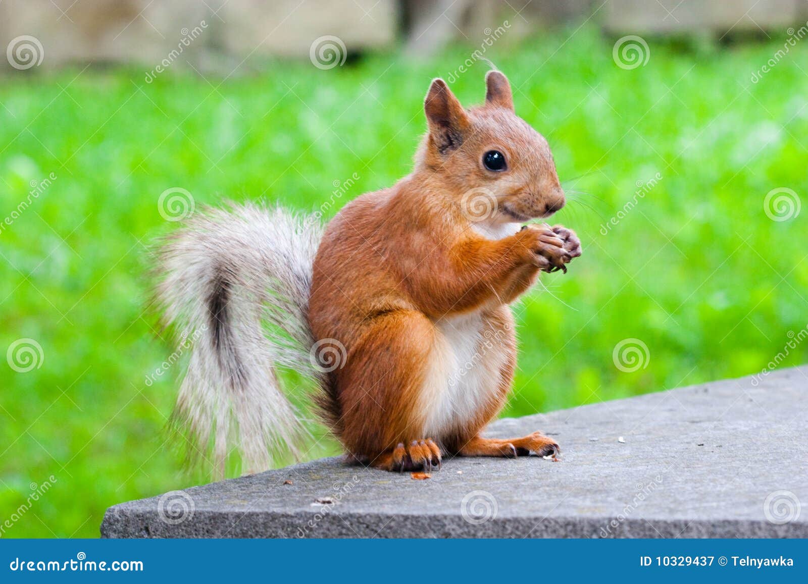 Sitting squirrel stock image. Image of claw, acorn, cone - 10329437