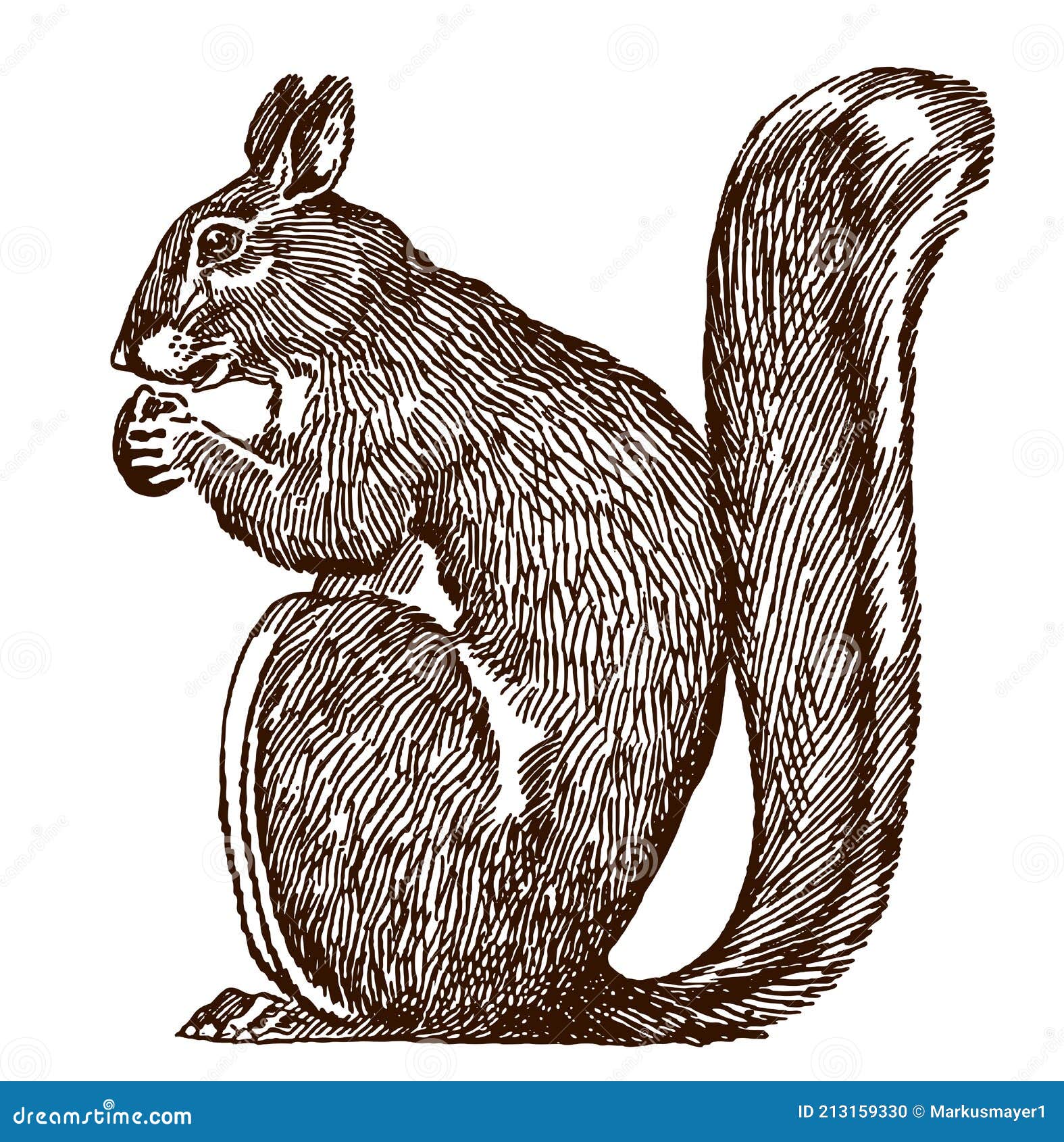 Sitting Squirrel Sciurus in Profile Side View, Holding a Nut Stock ...