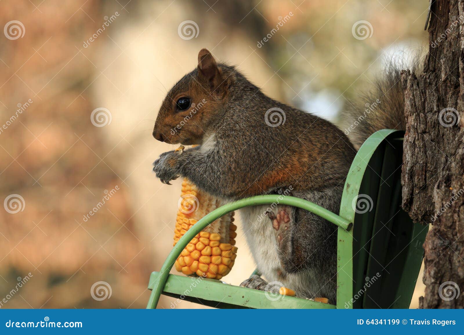 Sitting Squirrel stock image. Image of cute, holding - 64341199