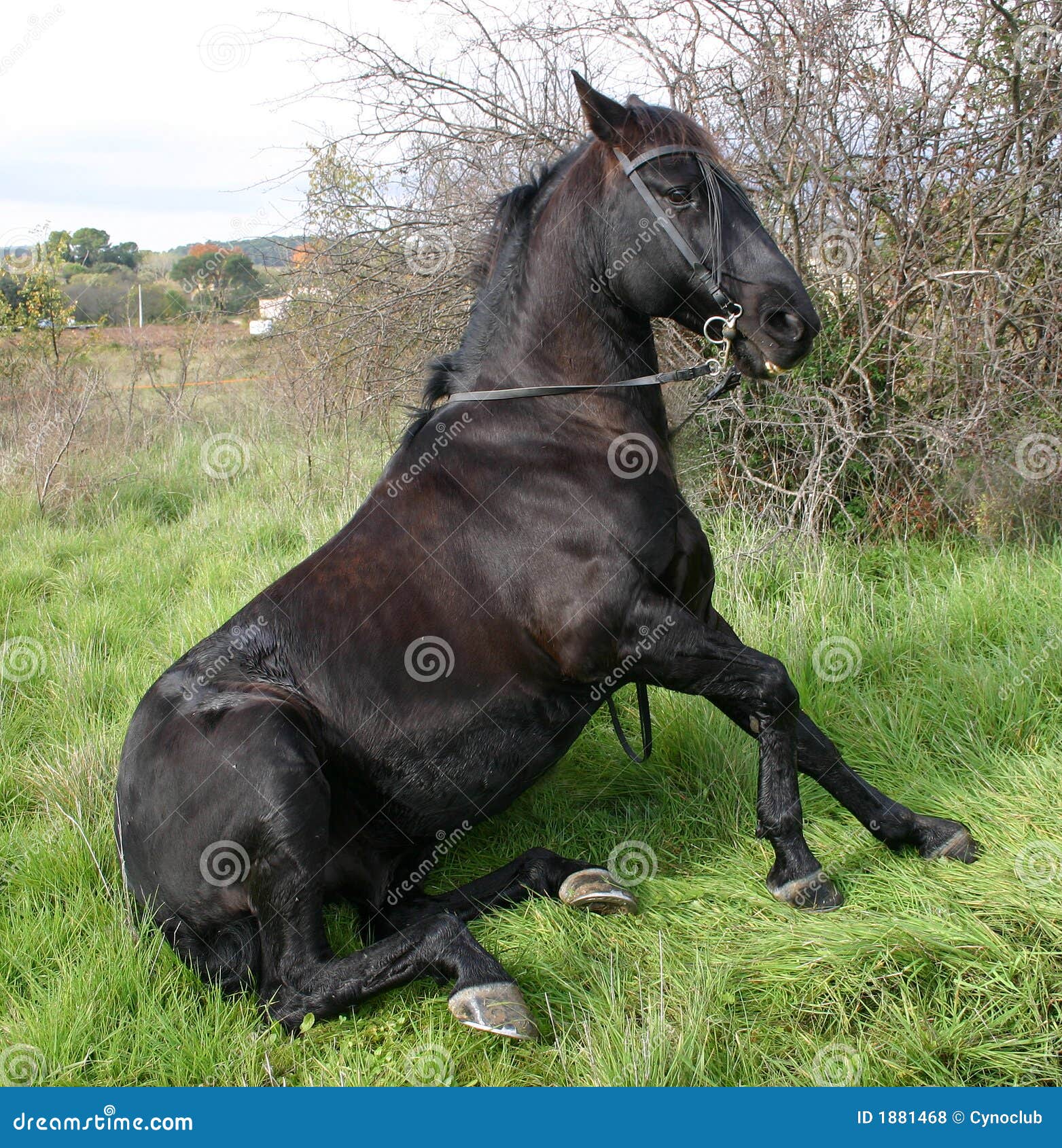 Sitting Stallion Royalty Free Stock Photos - Image: 1881468