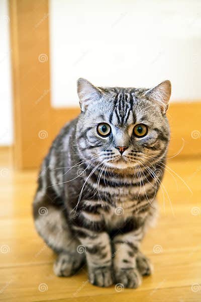 Sitting and Staring Cat stock photo. Image of concentration - 18818540