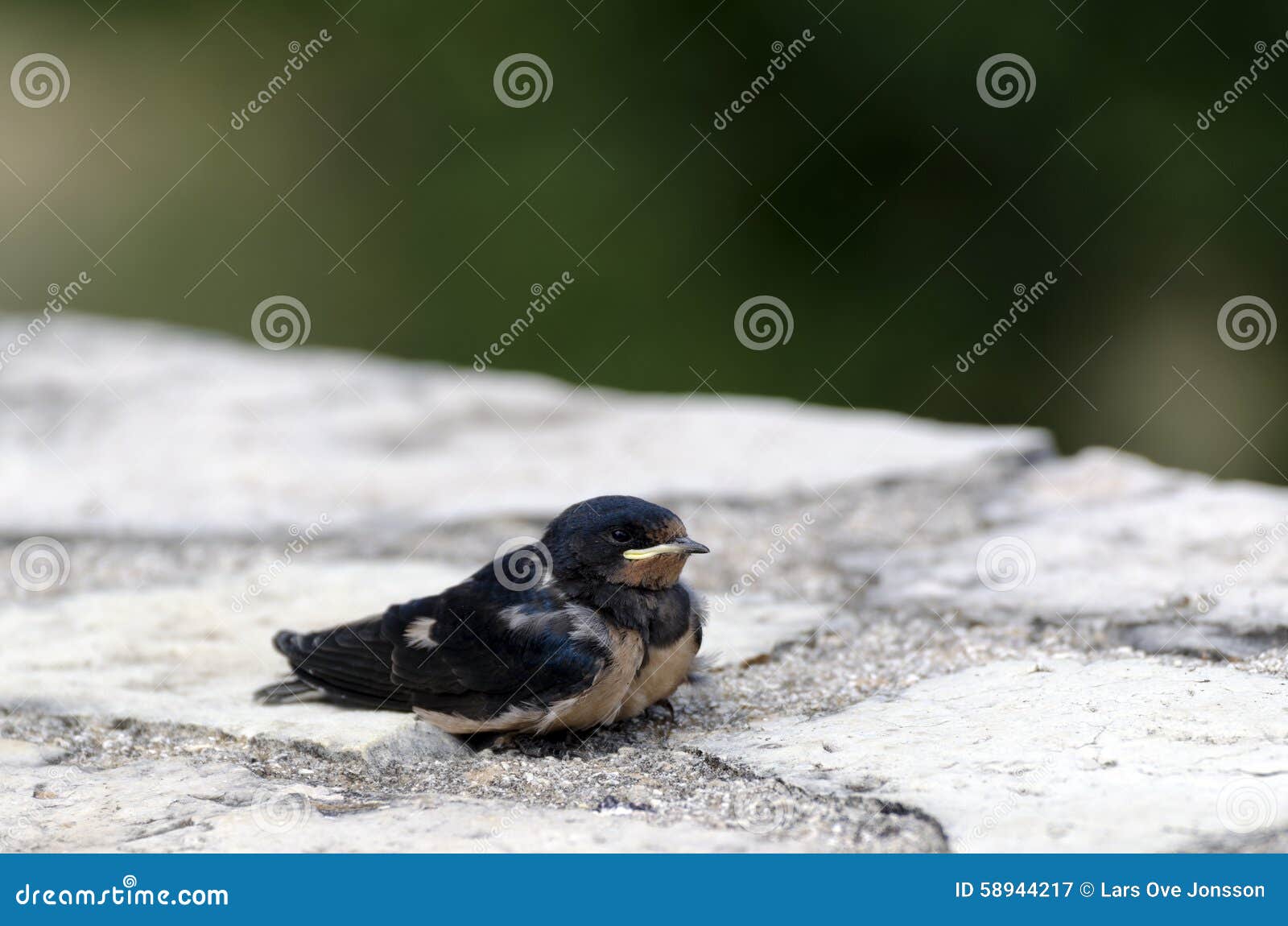 Sitting swallow stock image. Image of ornithology, wings - 58944217