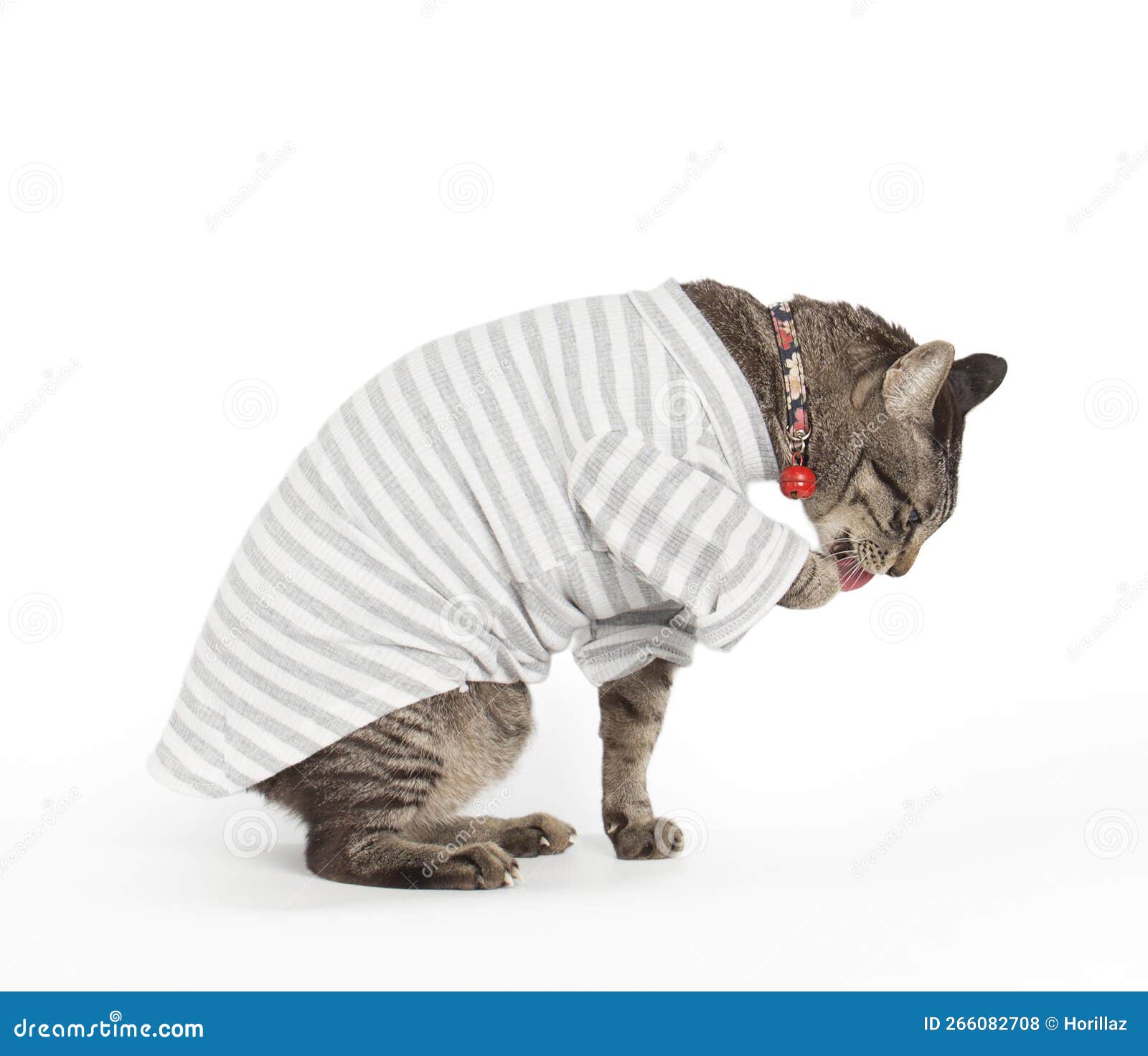 Sitting Tabby Cat Pet Licking Hand Stock Photo - Image of grey, breed ...