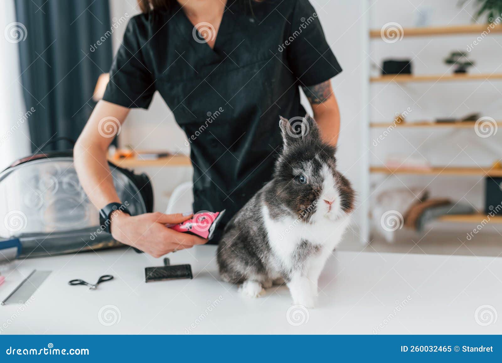 Sitting on the Table. Cute Little Rabbit is in the Grooming Studio ...