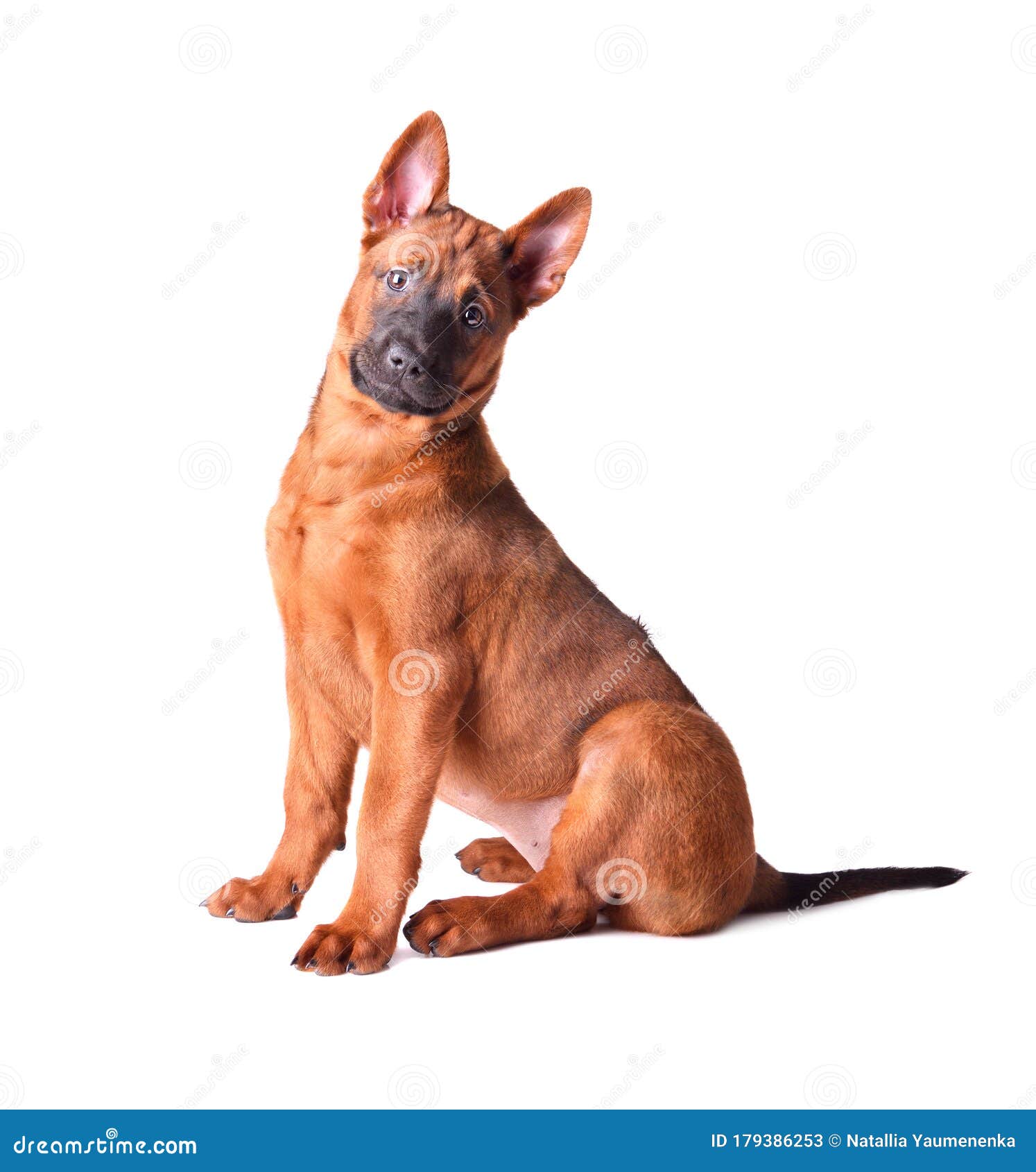 Sitting Thai Ridgeback Puppy Stock Image - Image of hound, healthy ...