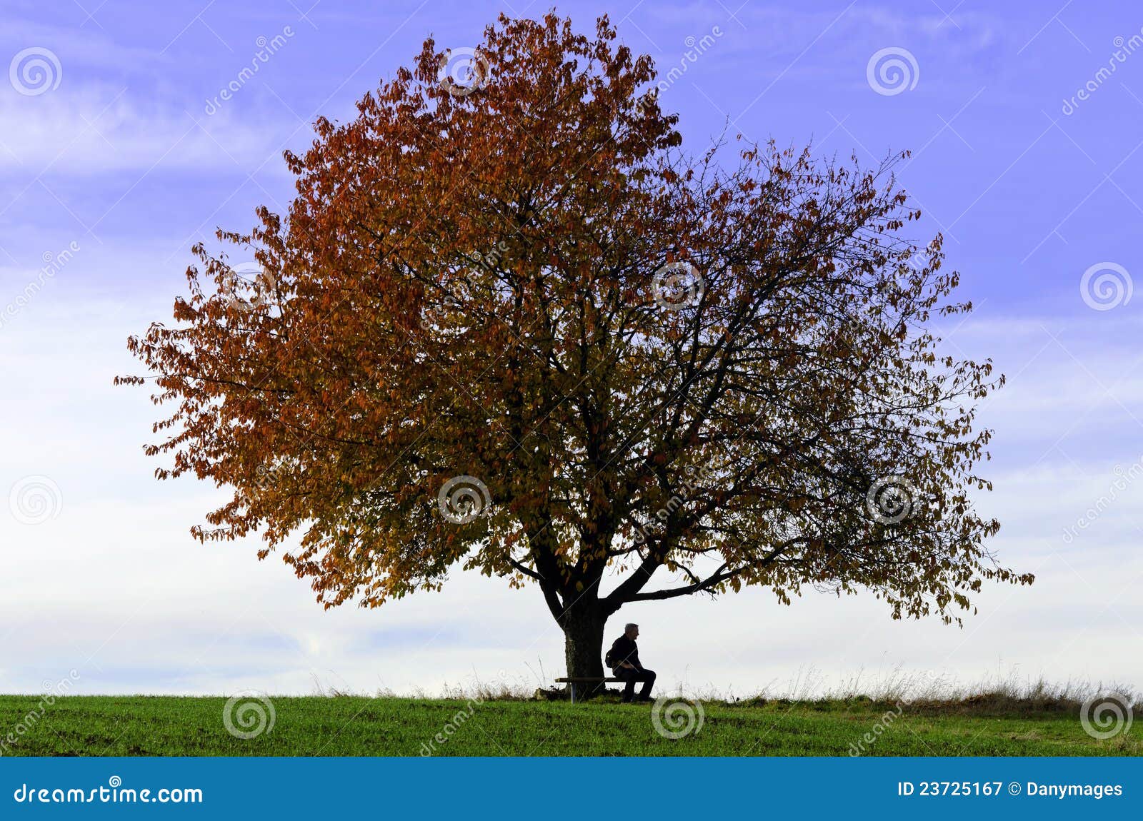 Sitting under the tree stock image. Image of meadow, autumn - 23725167