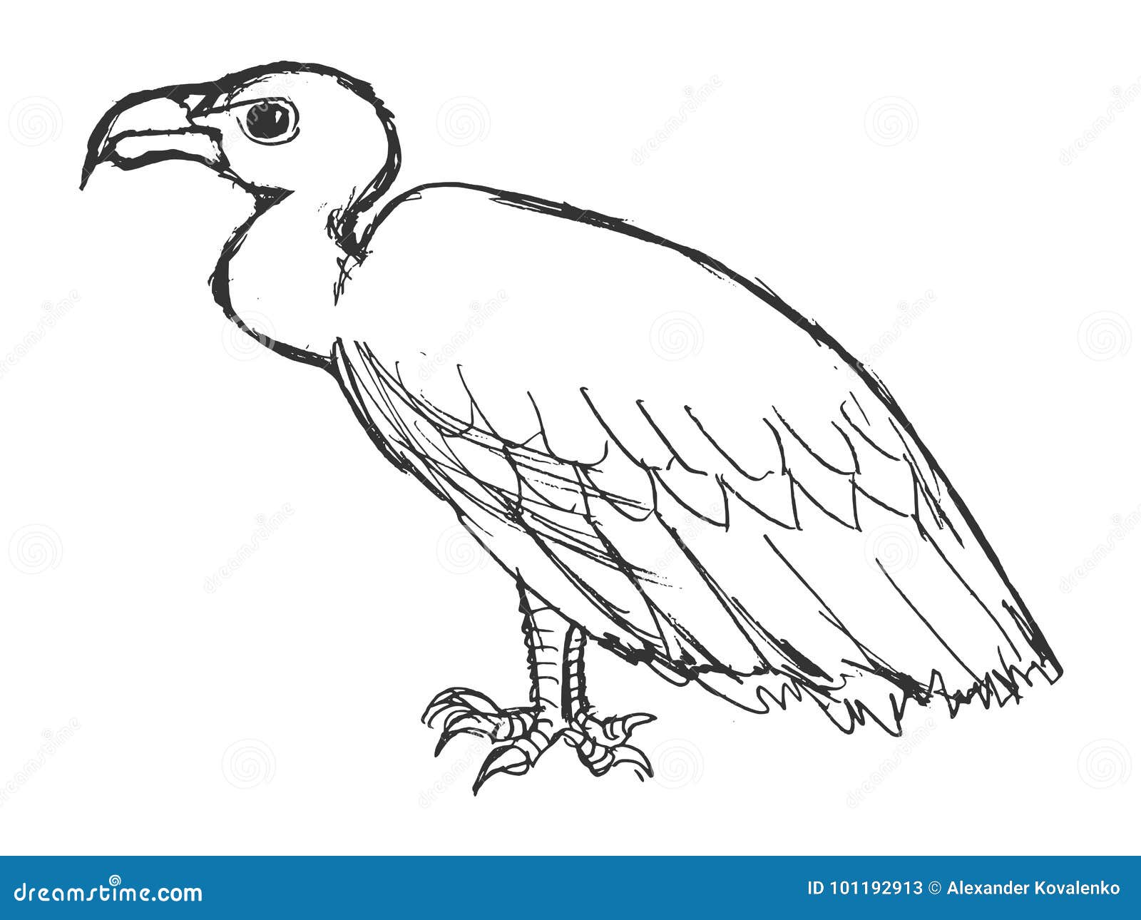 Scavenger Animals Drawing