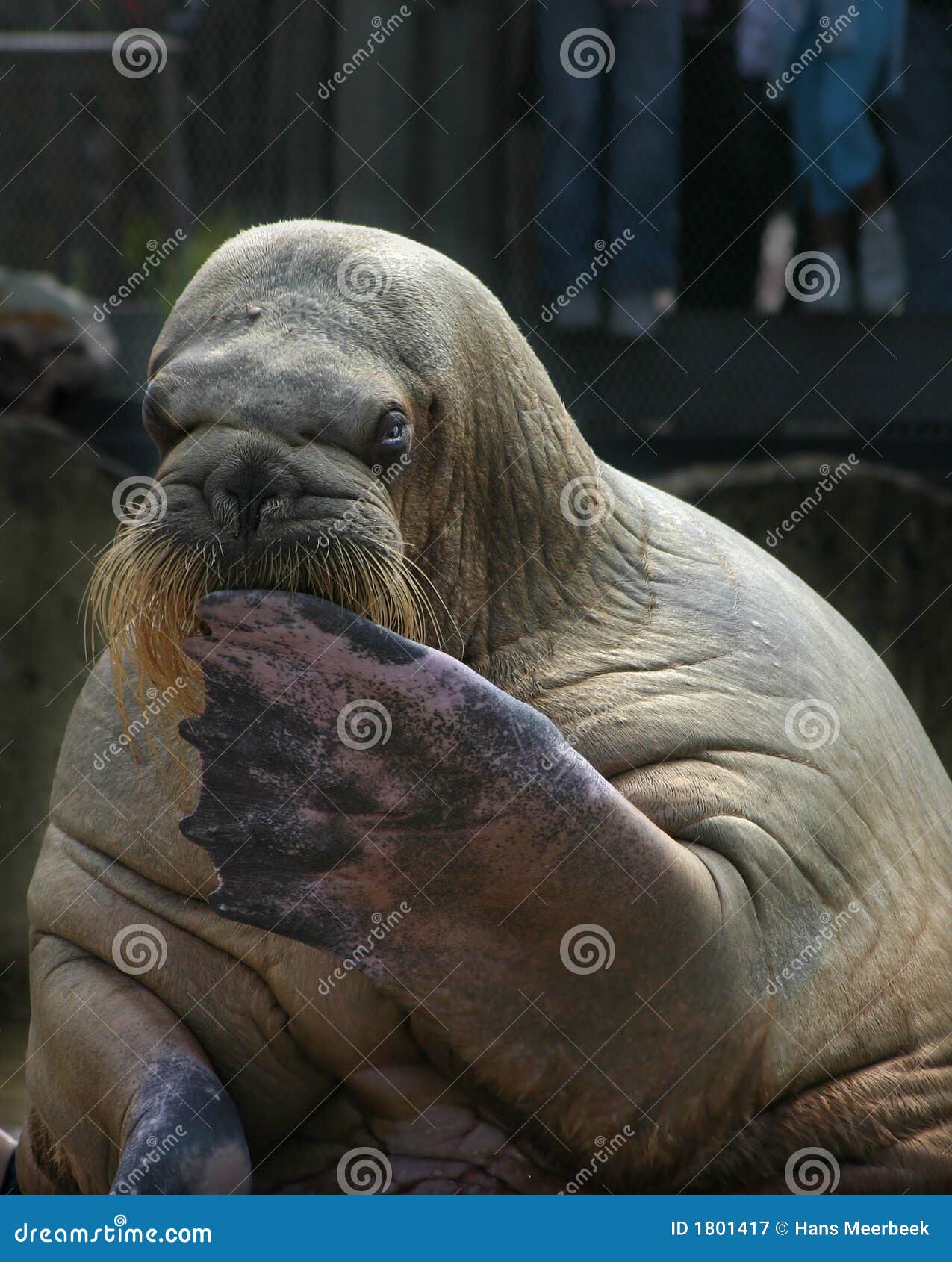 Sitting walrus stock image. Image of maritime, sealife - 1801417
