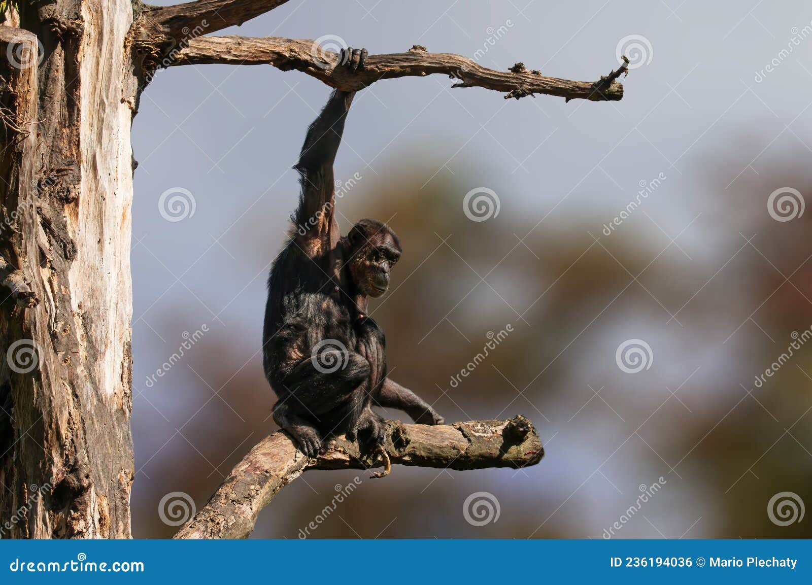 Sitting West African Chimpanzee Relaxes Stock Photo - Image of natural ...