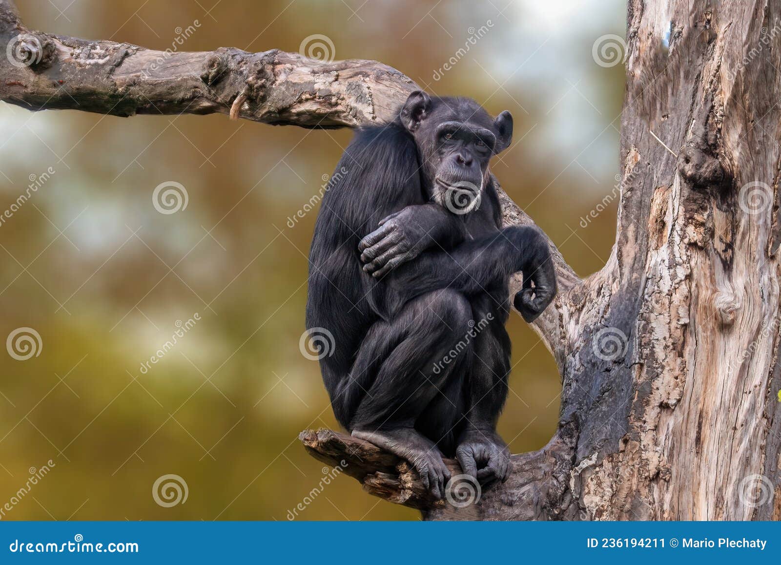 African Chimpanzee