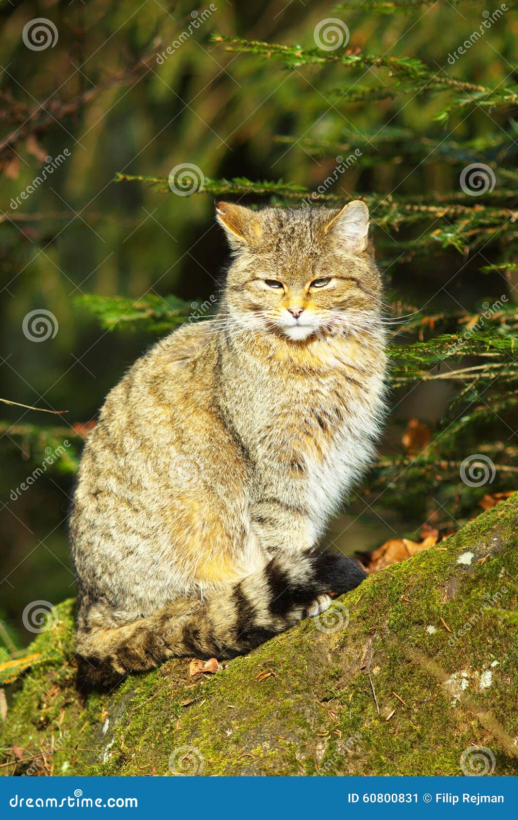Sitting Wild Cat stock image. Image of ecology, zoology - 60800831