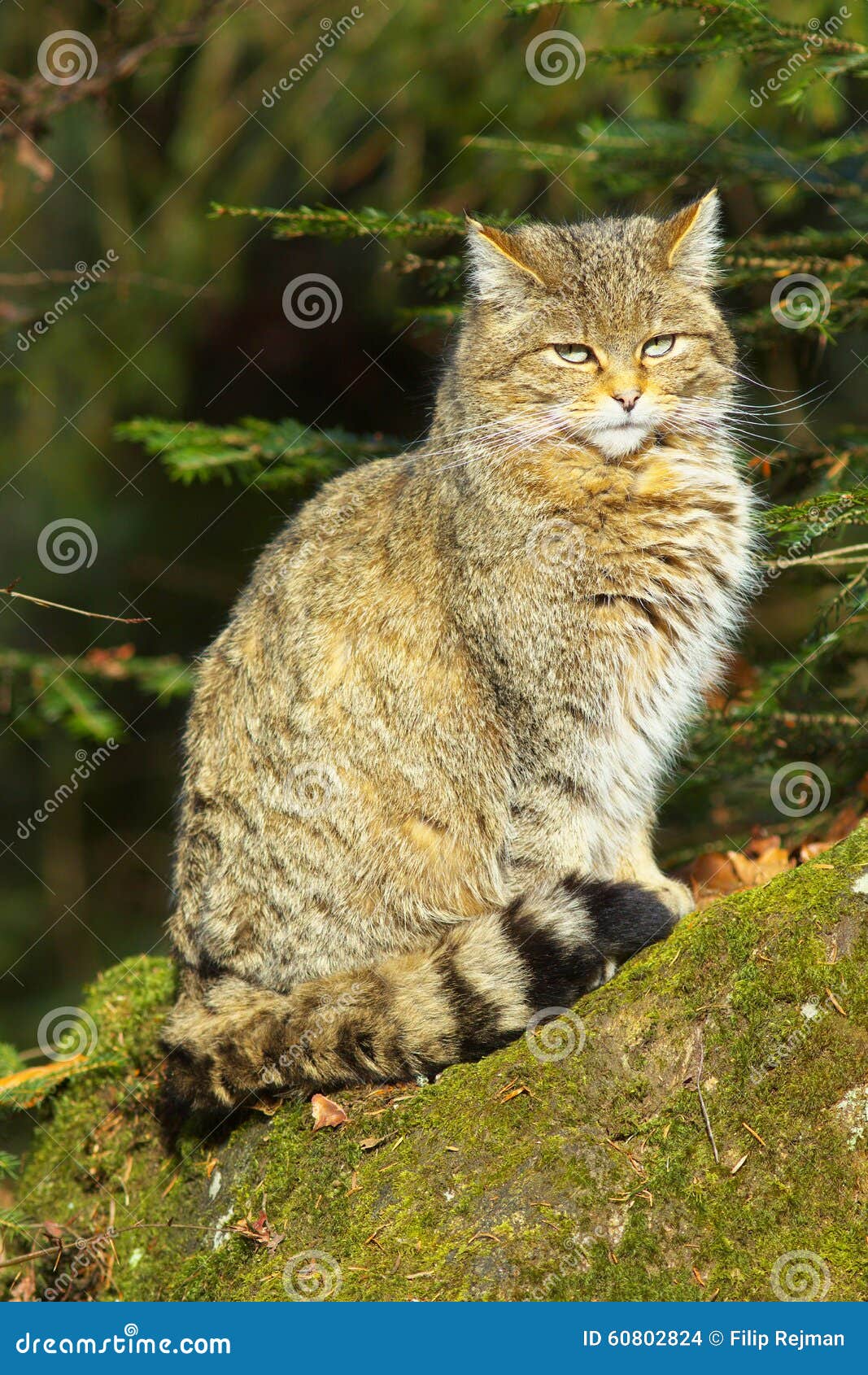 Sitting Wild Cat stock photo. Image of ecology, feline - 60802824