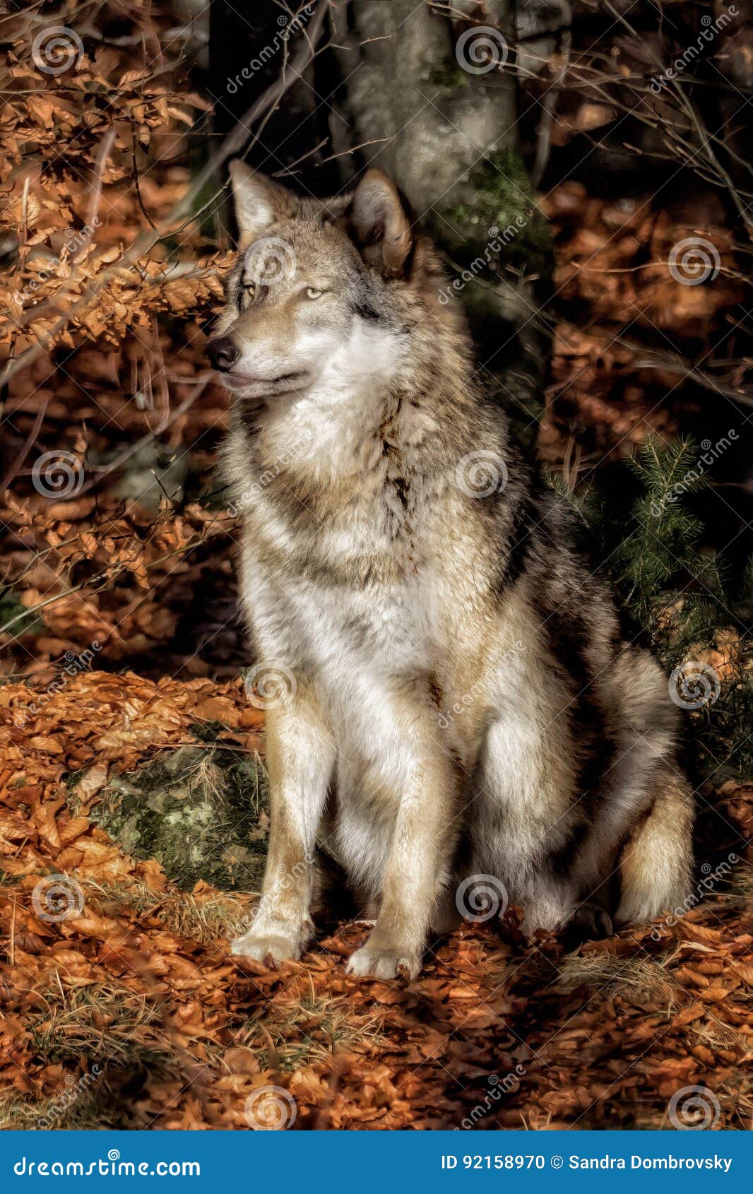 Sitting wolf in the forest stock photo. Image of mammal - 92158970