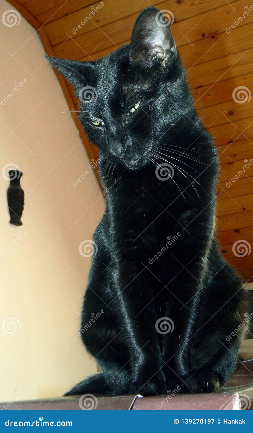 Sitting and Wondering Black Cat Stock Image - Image of eyes, animals ...