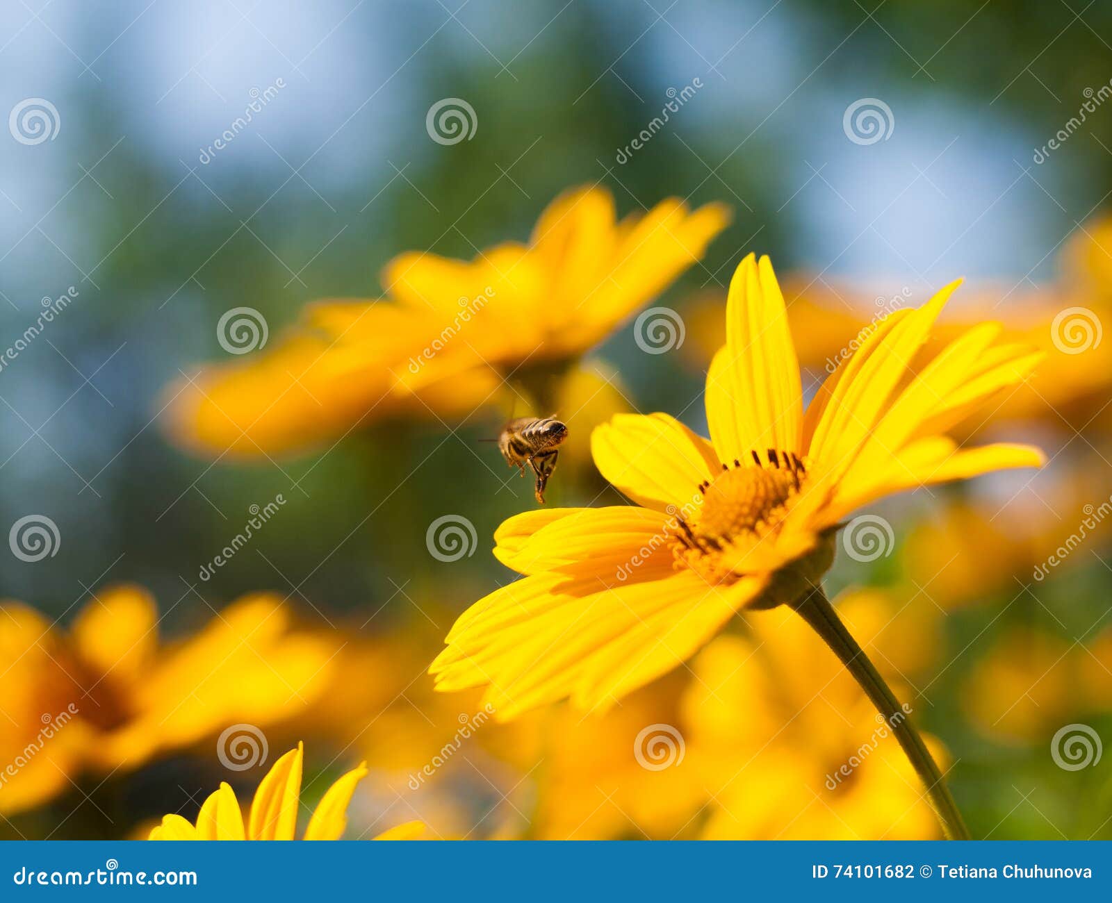 He is Sitting on a Yellow Daisy Bee Stock Photo - Image of petal, macro ...
